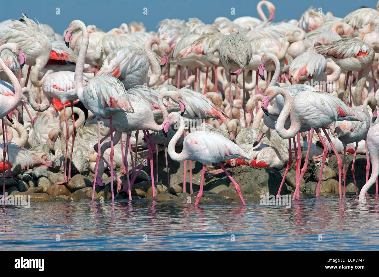 Greater flamingo colony hi-res stock photography and images - Alamy