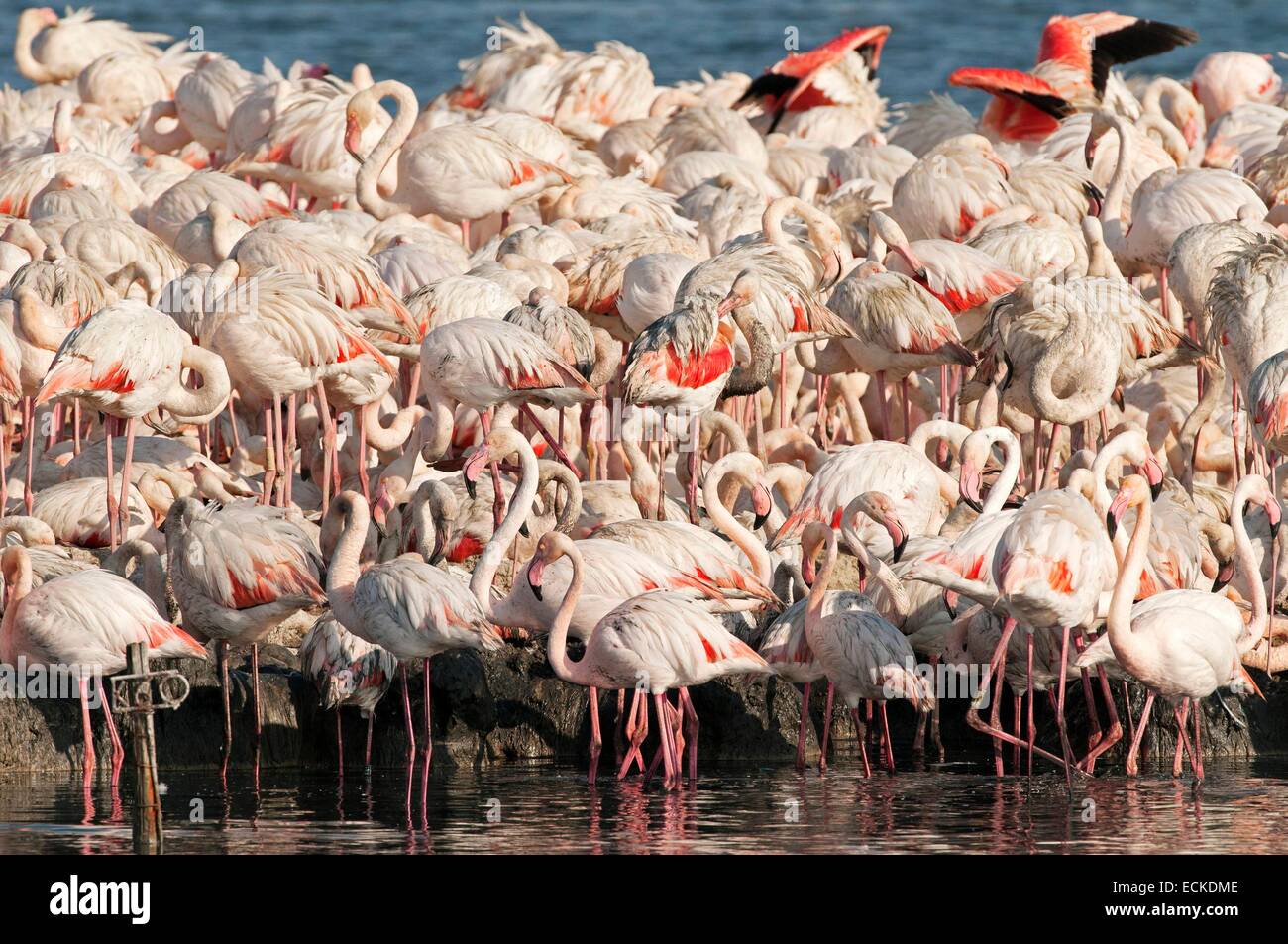 Greater Flamingo Migration Route
