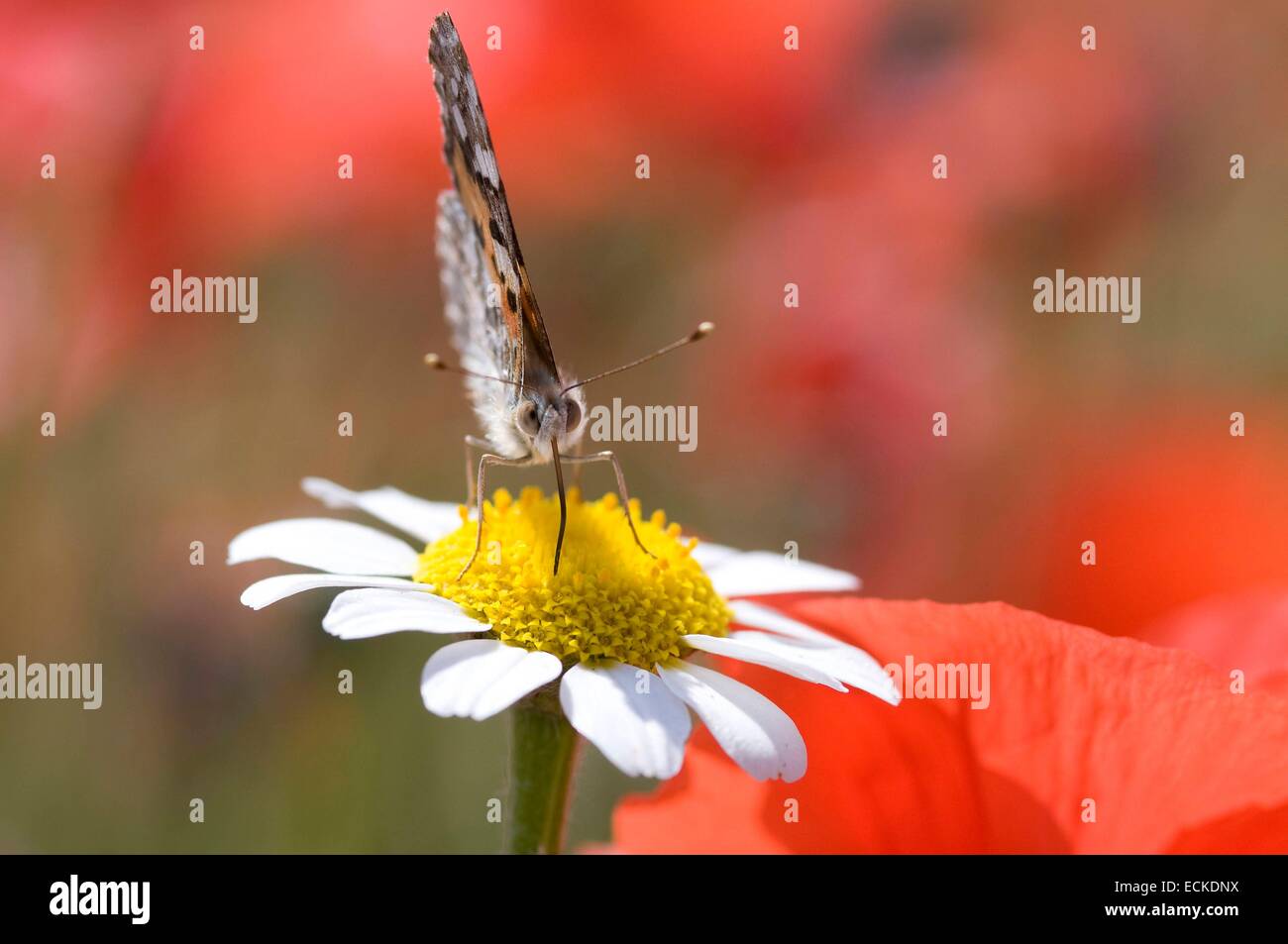 Lady cynthia hi-res stock photography and images - Alamy
