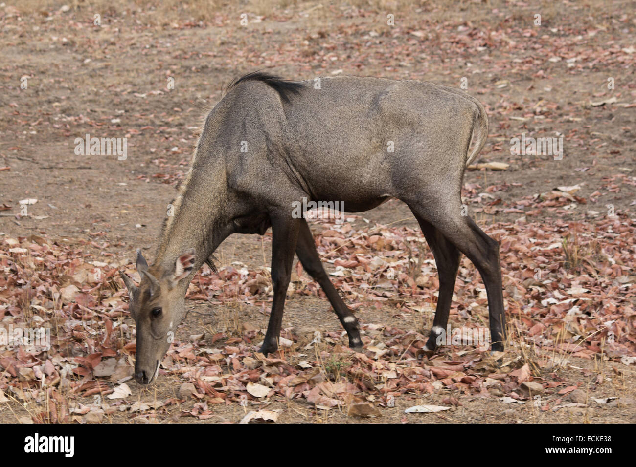 The nilgai (Boselaphus tragocamelus), Tadoba national park Stock Photo ...