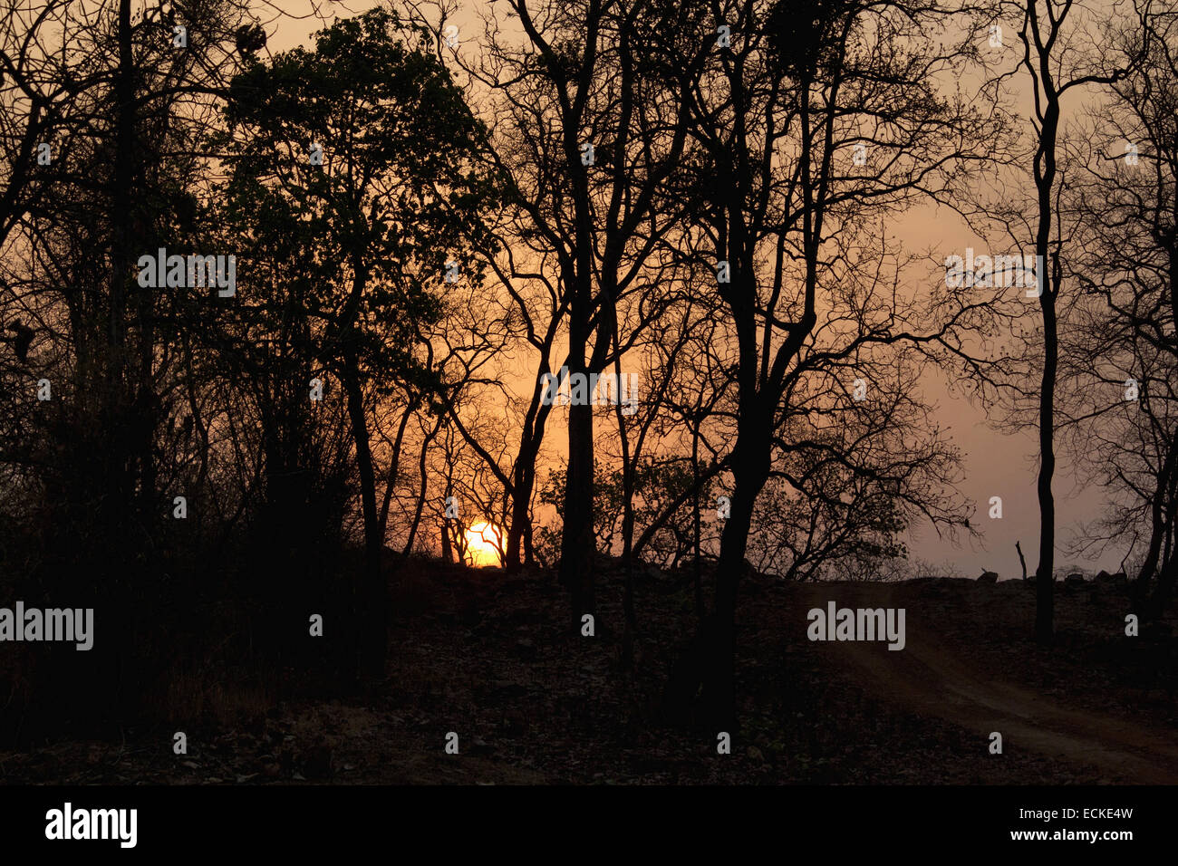 Sunset tadoba national park hi-res stock photography and images - Alamy