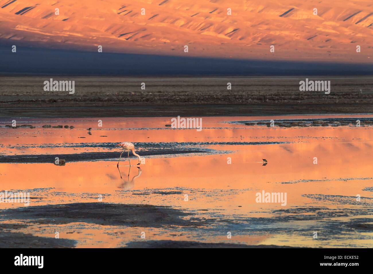 Chile, El Norte Grande, Antofagasta Region, Salar de Atacama, Laguna ...