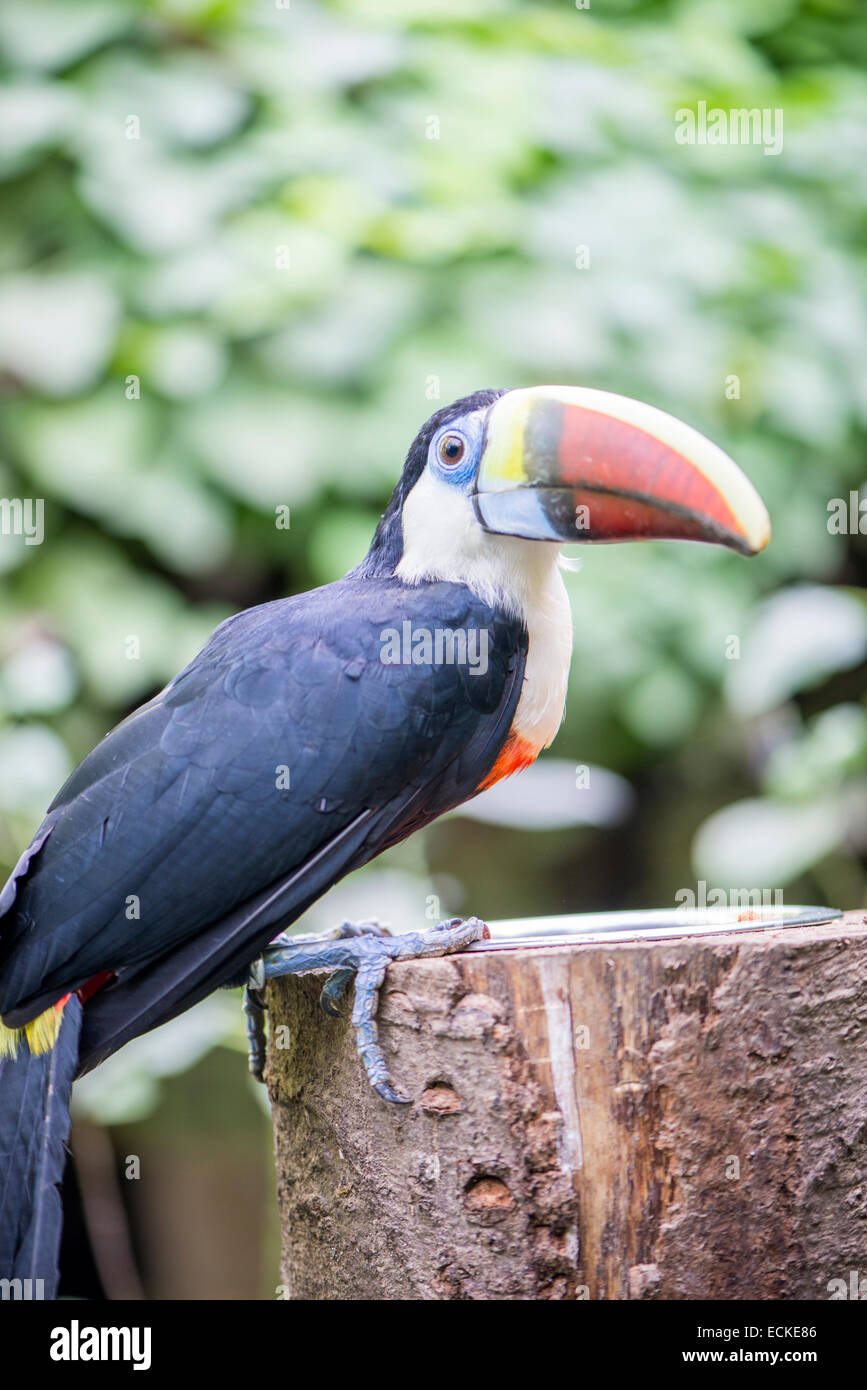 tucan, tucanus ramphastos perched on a branch Stock Photo - Alamy