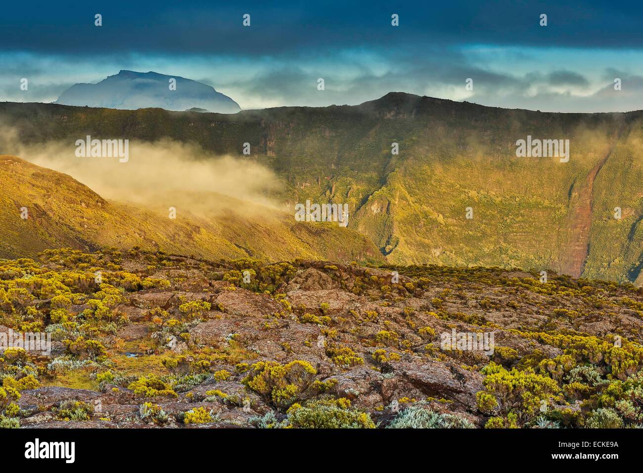 Rose of the desert hi-res stock photography and images - Alamy