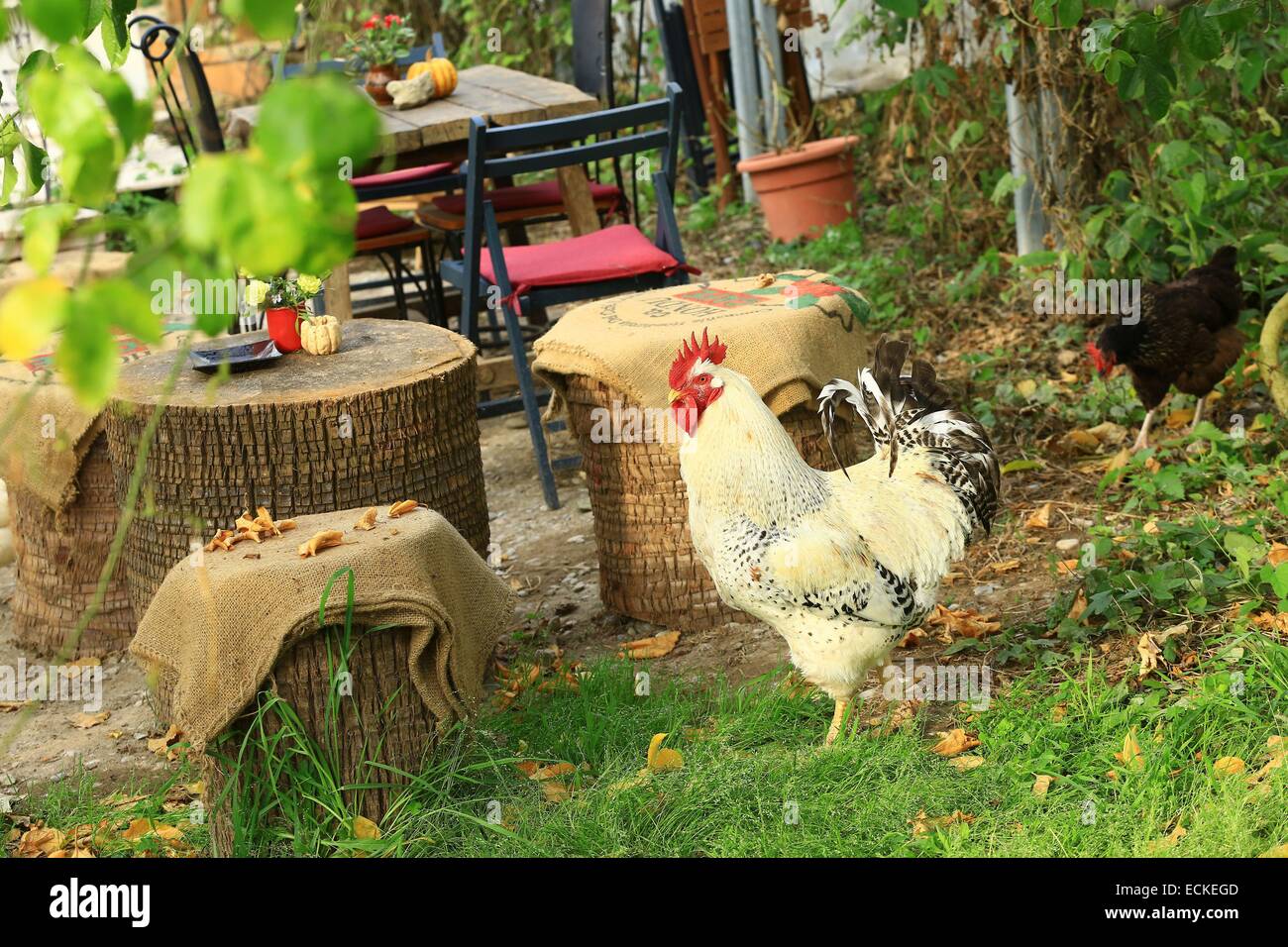 France, Alpes Maritimes, Nice, Le Potager of Saquier, organic farming ...