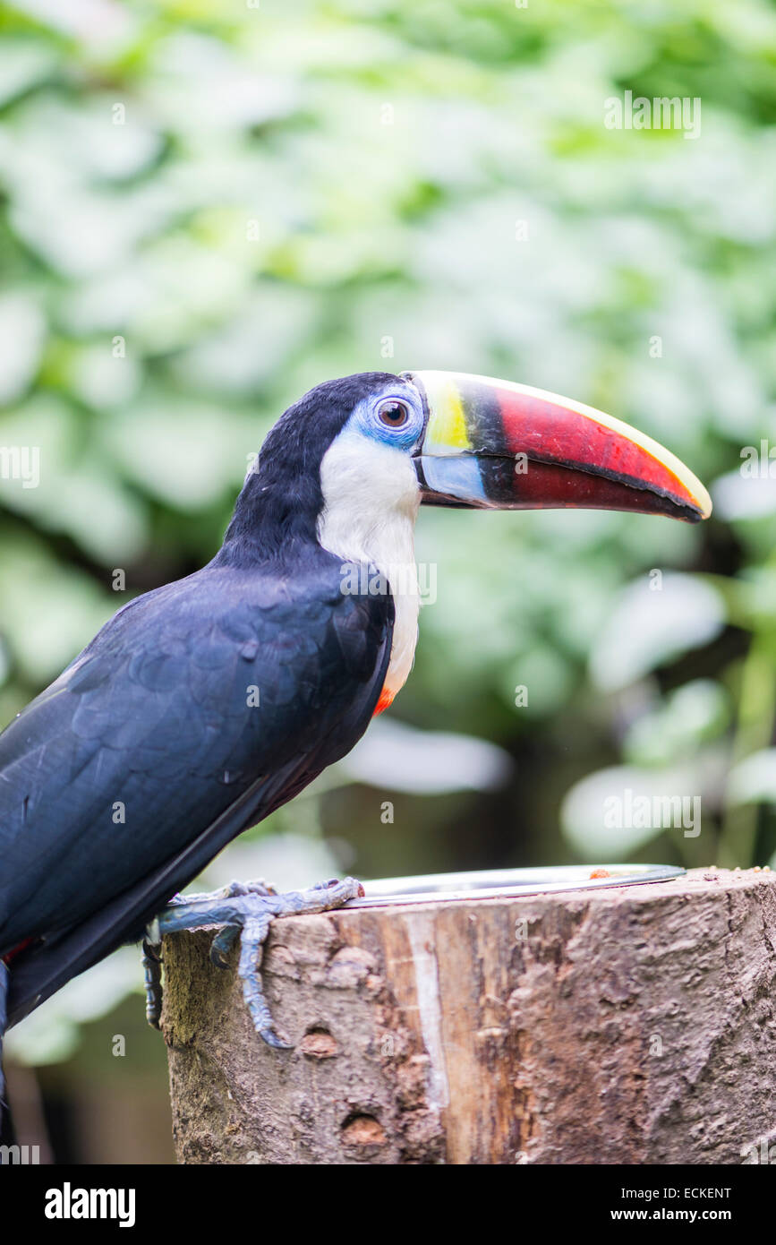 Ramphastos tucanus tucanus hi-res stock photography and images - Alamy