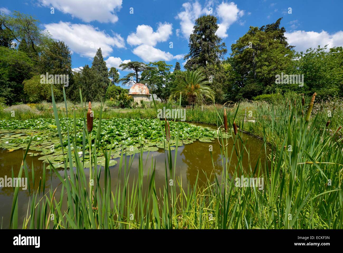 France, Herault, Montpellier, plants garden, pond covered with water ...
