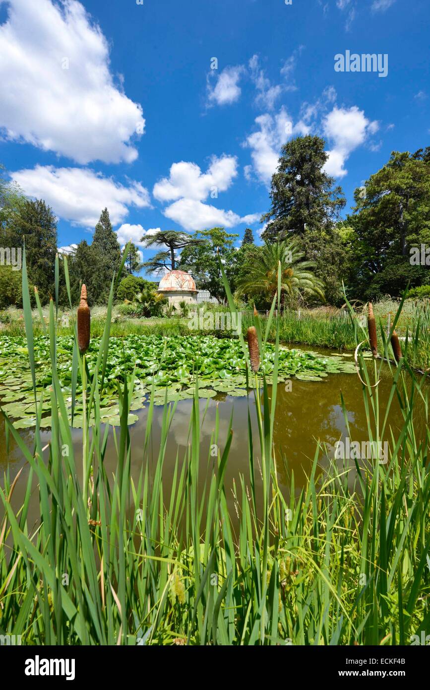 France, Herault, Montpellier, plants garden, pond covered with water ...