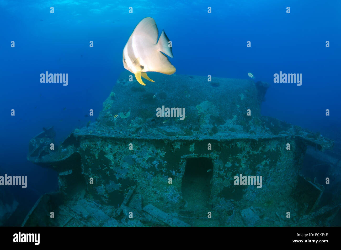 teira batfish, longfin batfish, longfin spadefish, or round faced ...