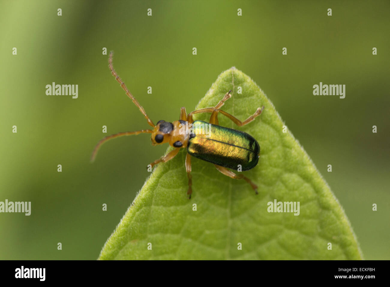 Macro photography of Jewel bug insect, bhor ghat, Maharashtra India ...