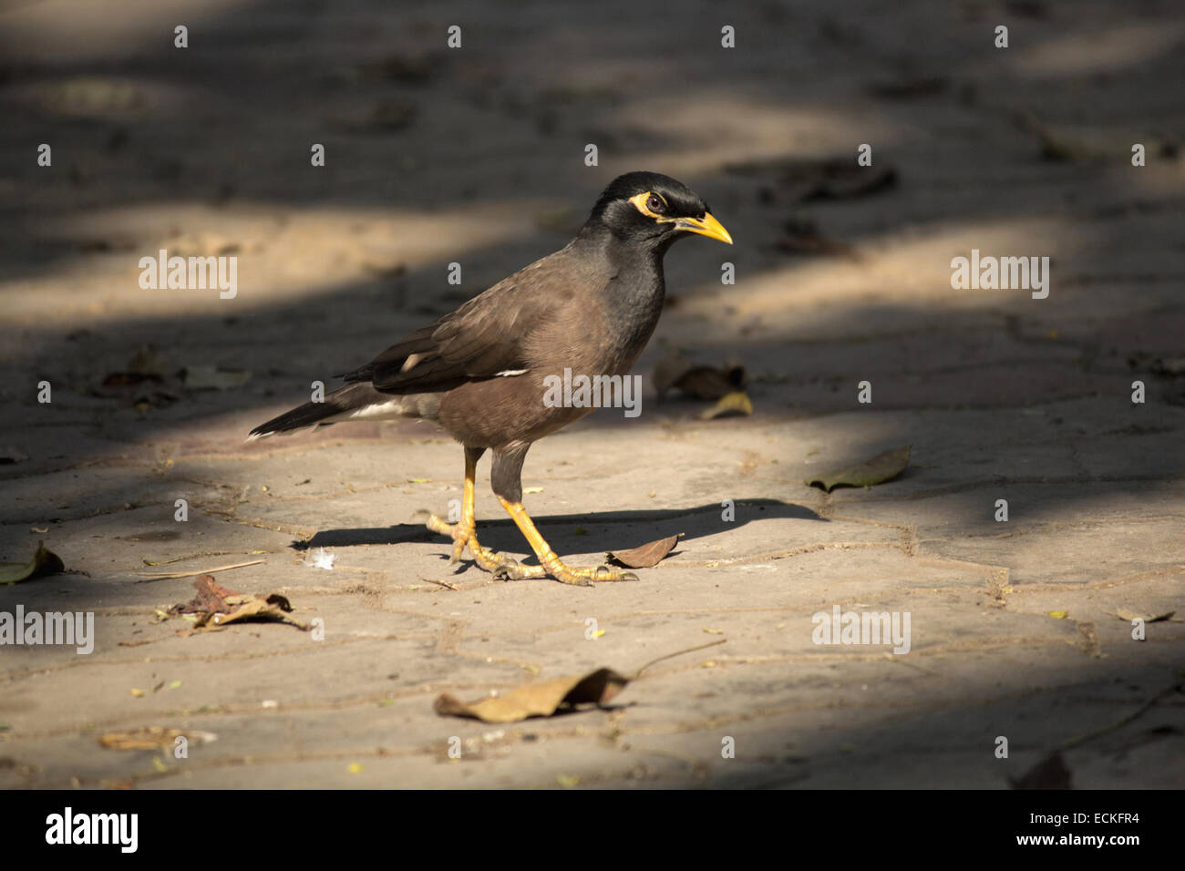 The common hill myna (Gracula religiosa), sometimes spelled "mynah ...
