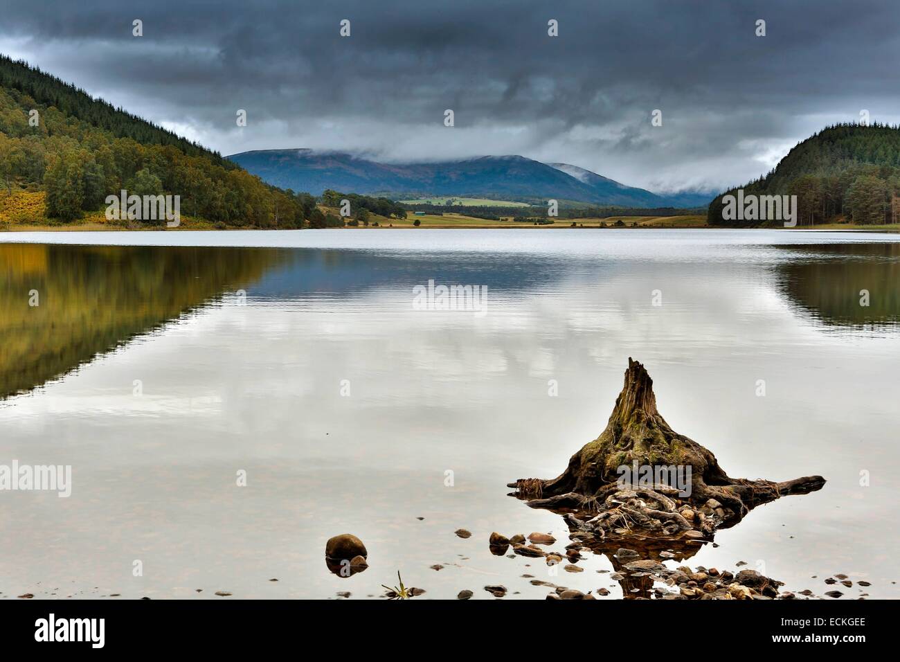 United Kingdom, Scotland, Cairngorms National Park, Loch Garten ...