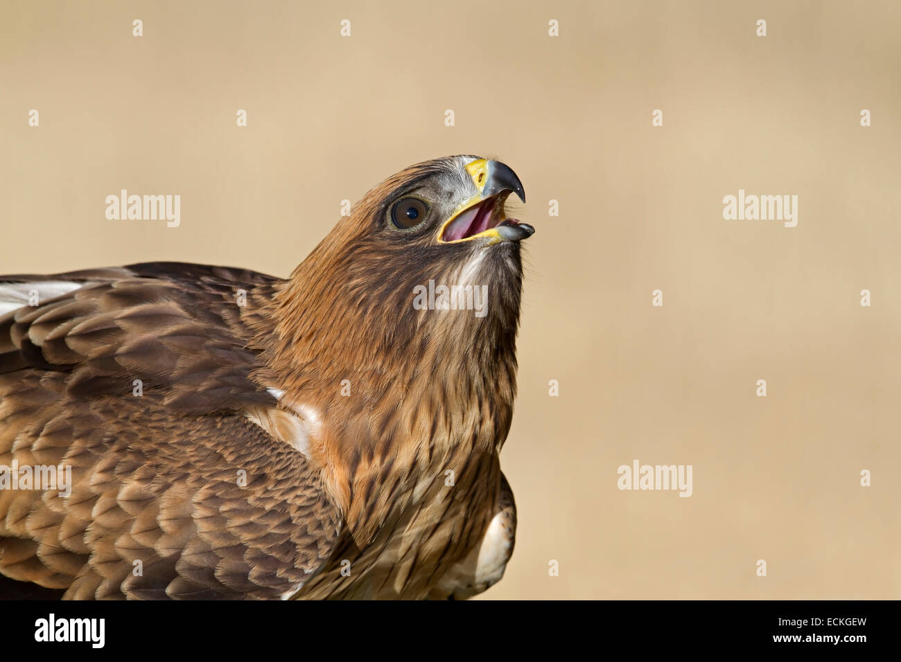 Booted eagle hi-res stock photography and images - Alamy