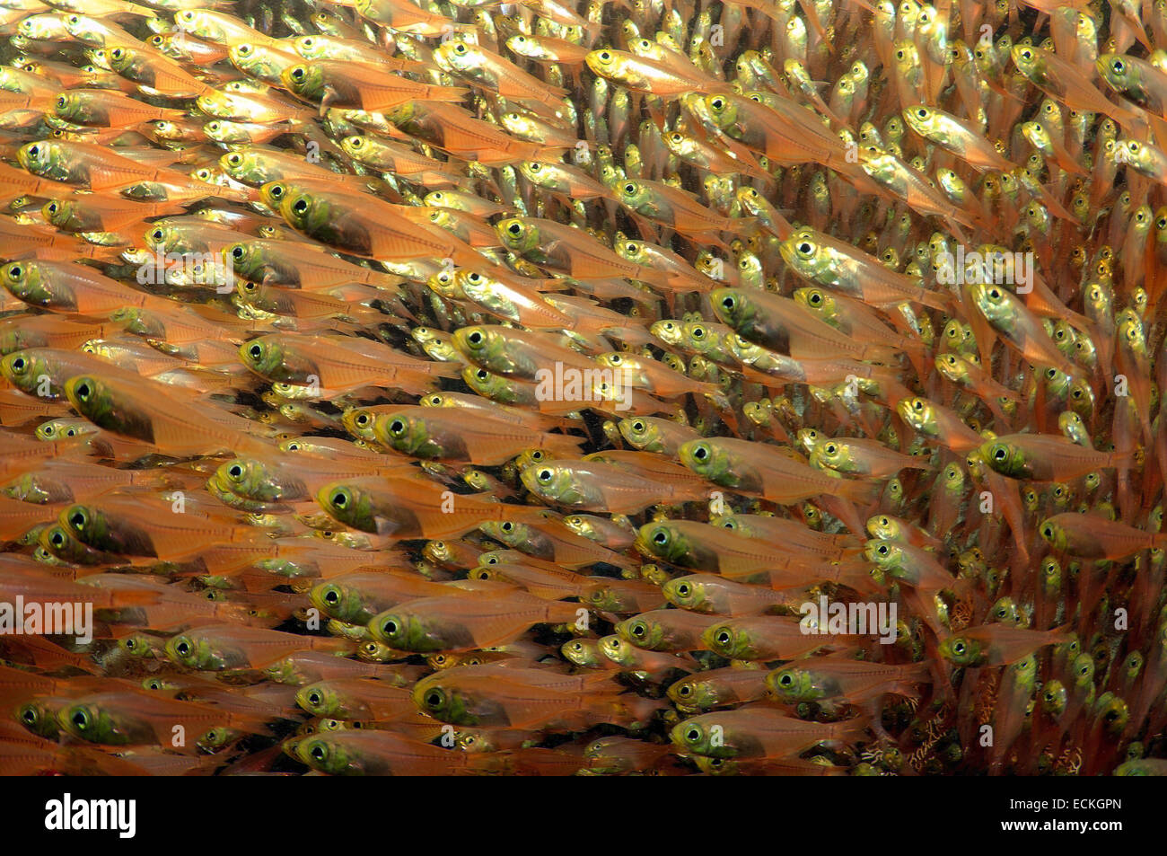 Indian glassfish hi-res stock photography and images - Alamy
