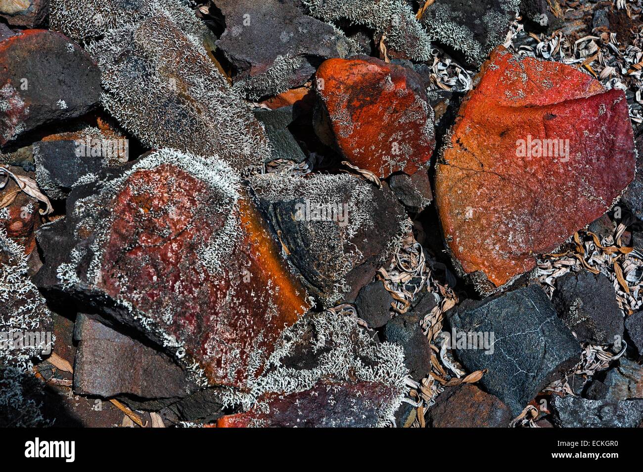 France, Reunion Island, Saint Philippe, le Grand Brule, texture of lava ...