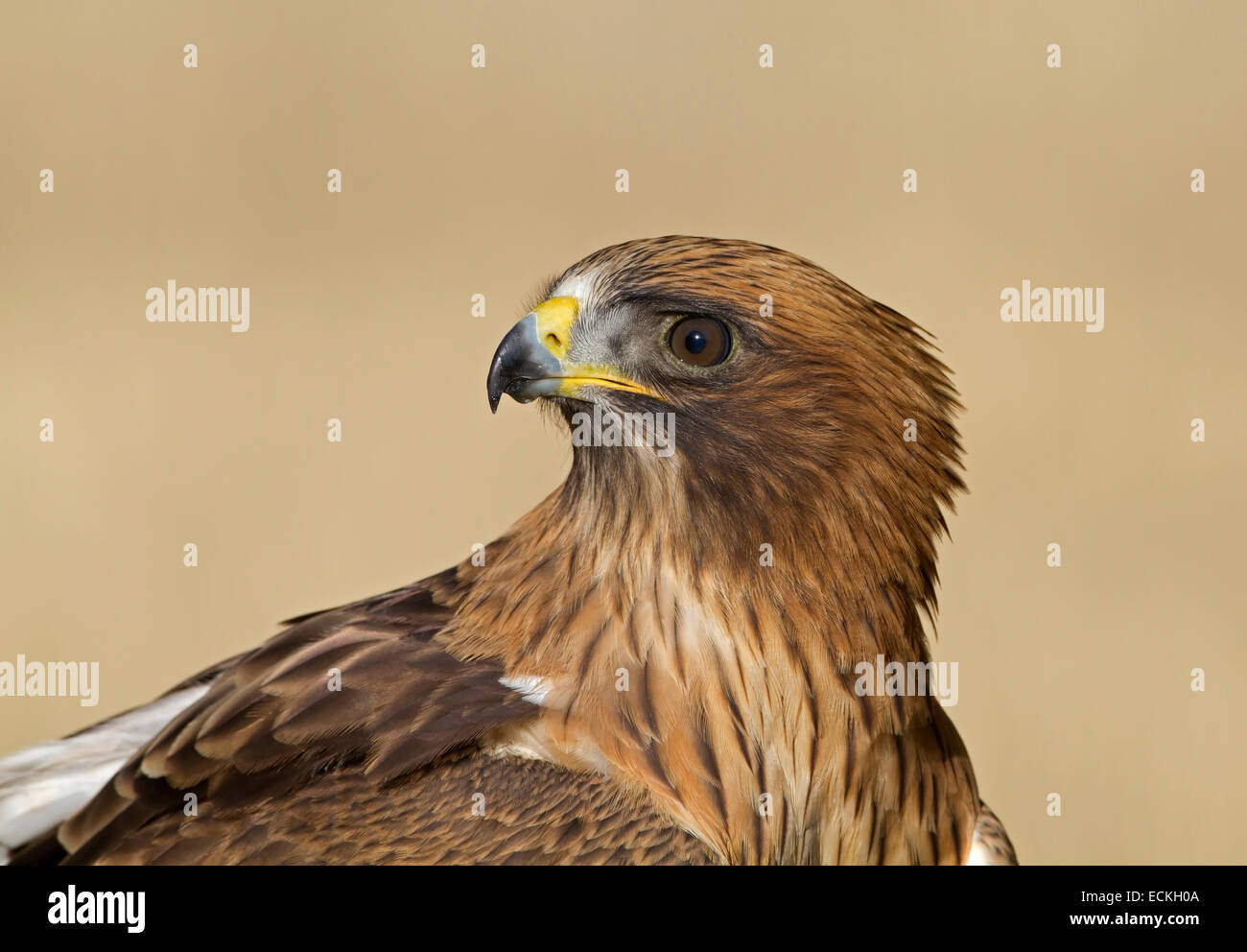 Booted eagle hi-res stock photography and images - Alamy