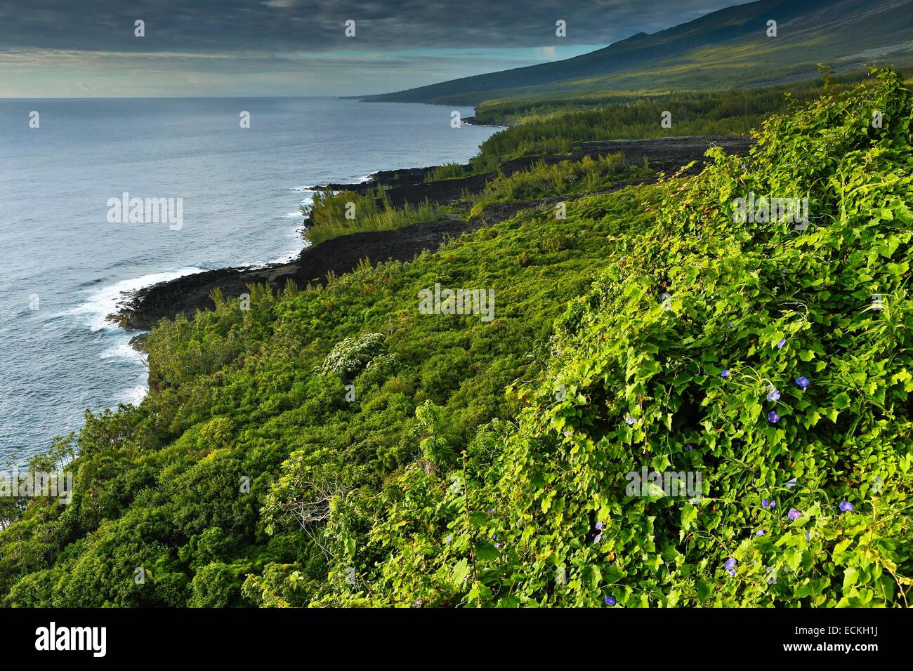 Reunion island wildlife hi-res stock photography and images - Alamy