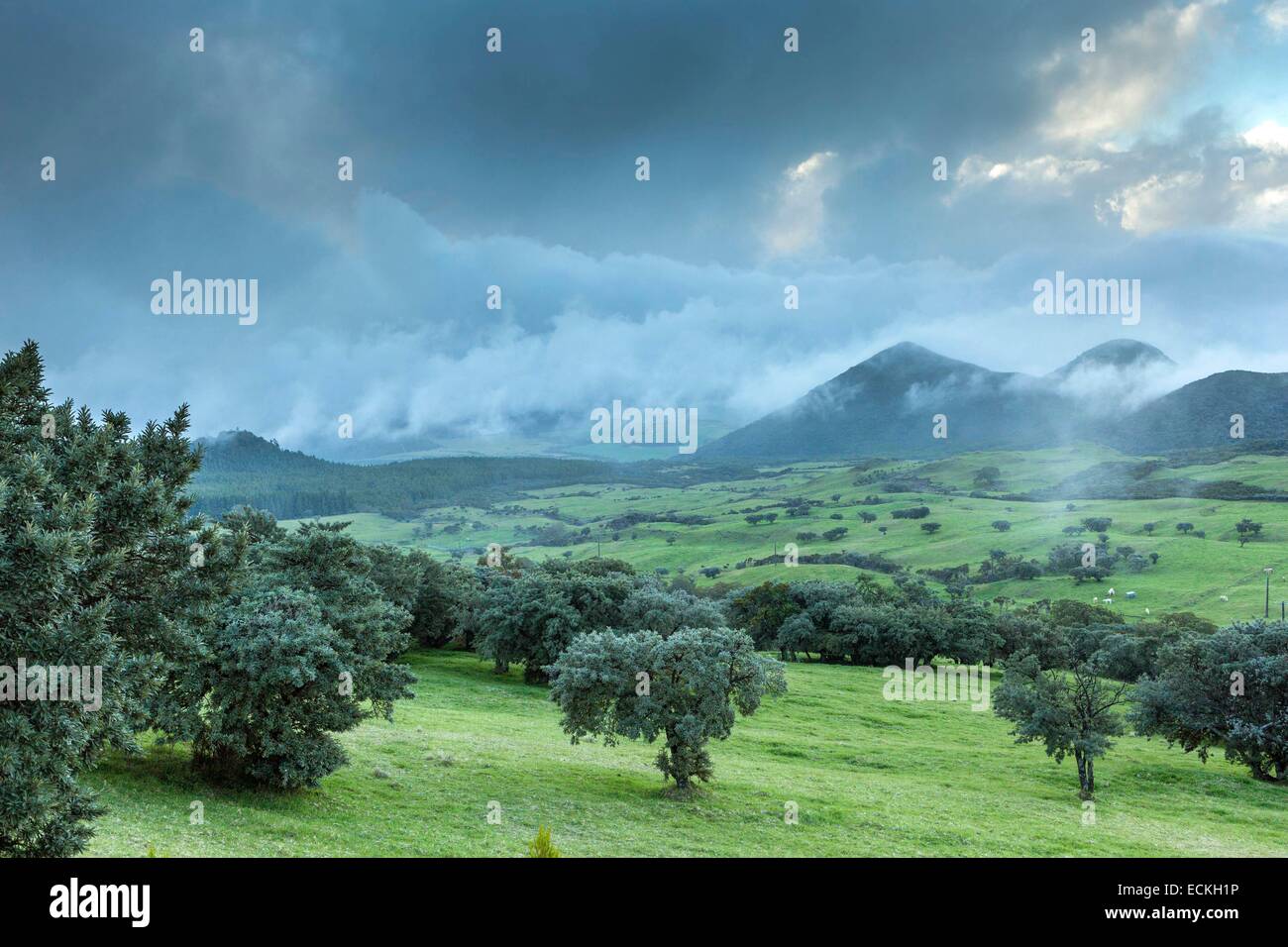 France, Reunion island, Parc National de la Reunion (Reunion National ...