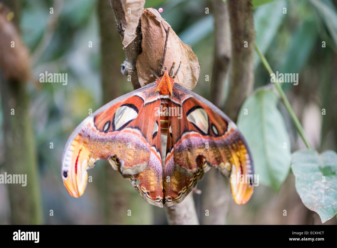 Atlas moth flower hi-res stock photography and images - Alamy