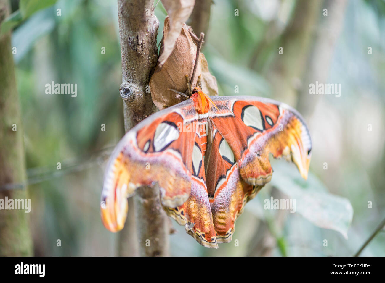 Atlas moth flower hi-res stock photography and images - Alamy
