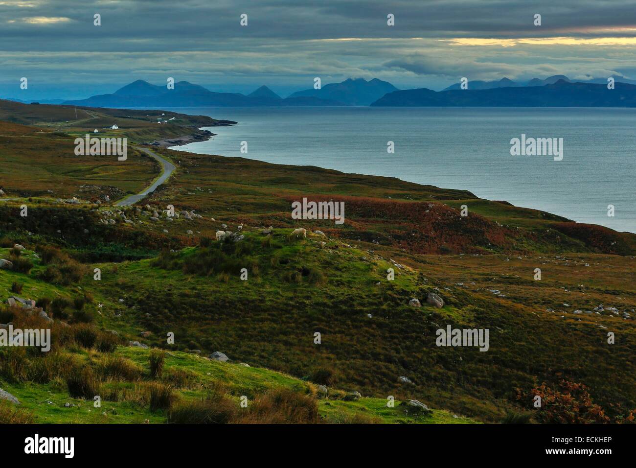 United Kingdom, Scotland, Wester Ross, Kalnakill, Inner Sound, Sheep on ...