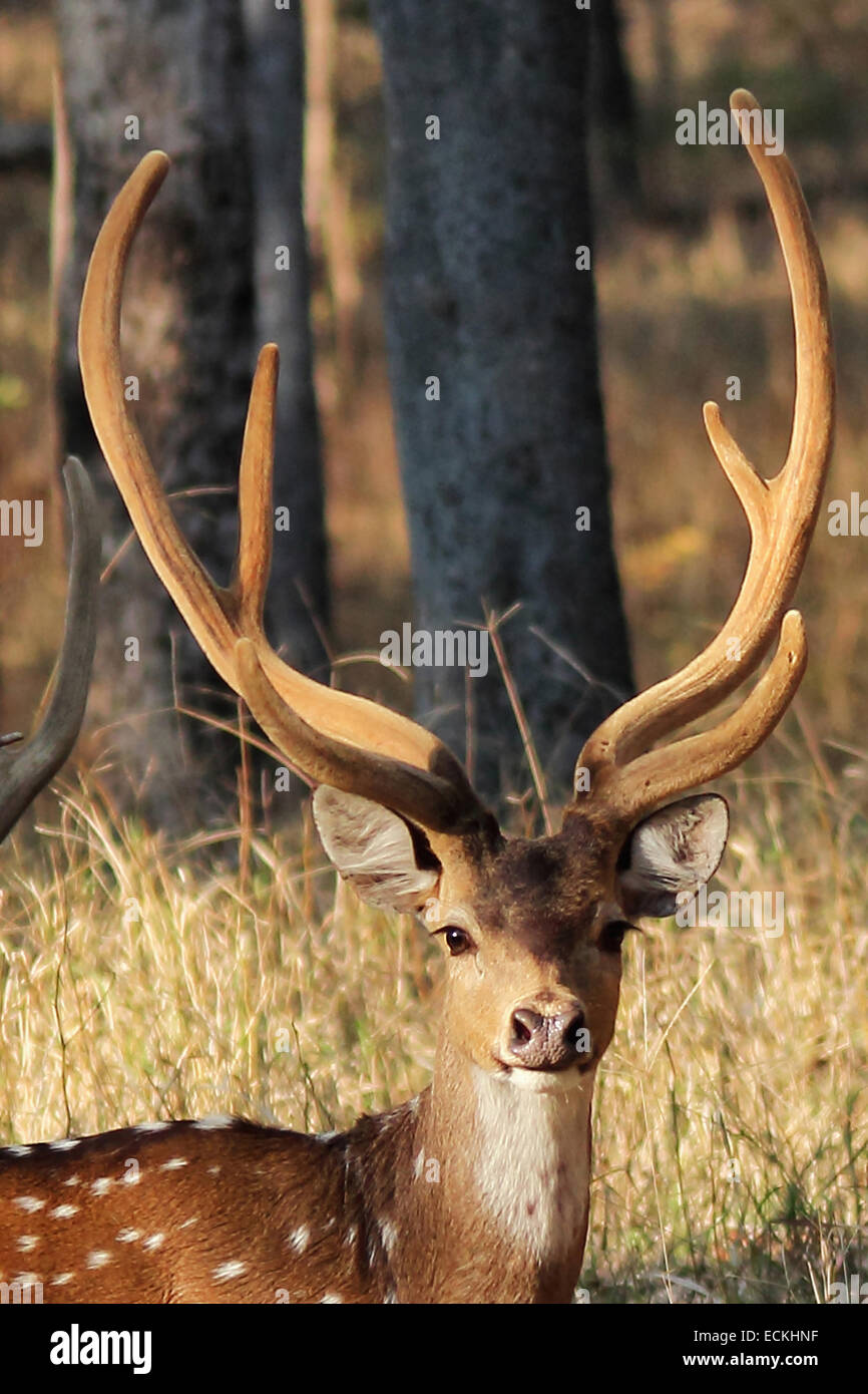 The chital or cheetal (Axis axis), also known as chital deer, spotted ...