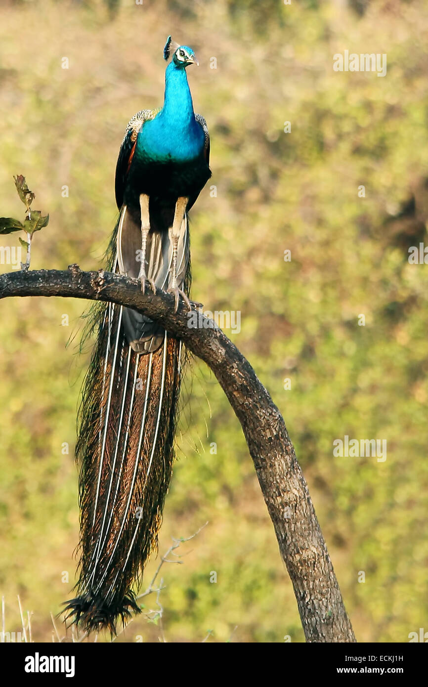 Pench peacock hi-res stock photography and images - Alamy