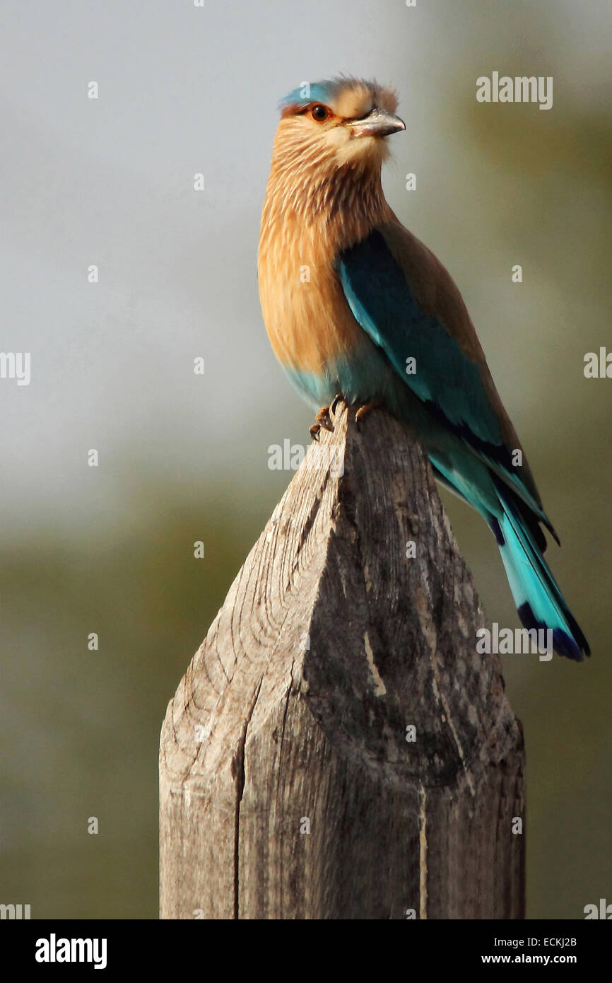 Indian roller birds hi-res stock photography and images - Alamy