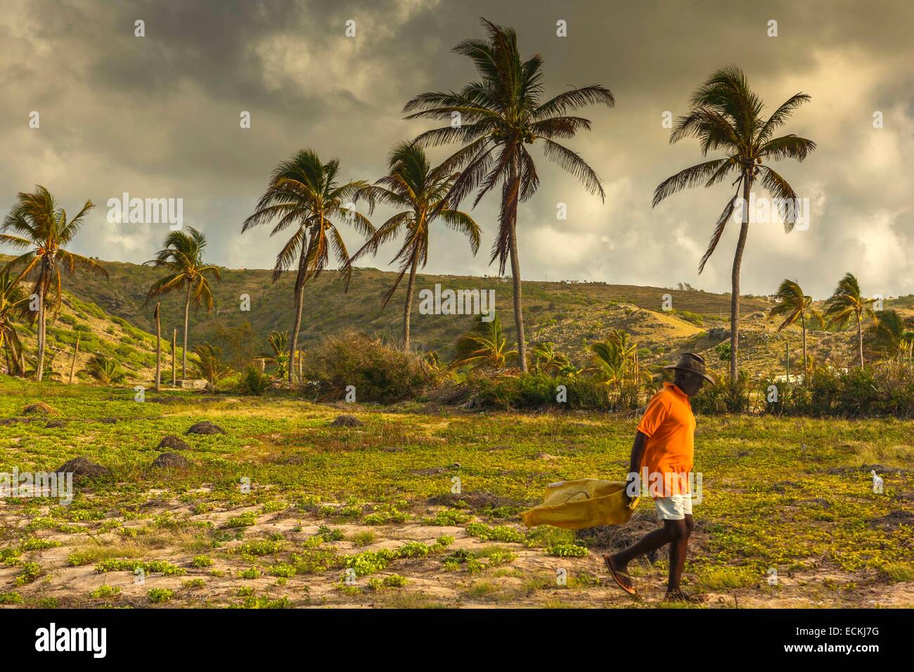 Mauritius, Rodrigues Island, Petit Gravier, horizontal view of a ...