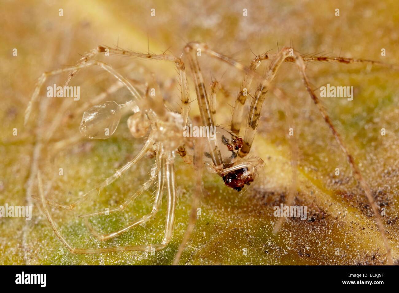 France, Indre, Mimetidae, Pirate Spider (Ero tuberculata) extracting ...