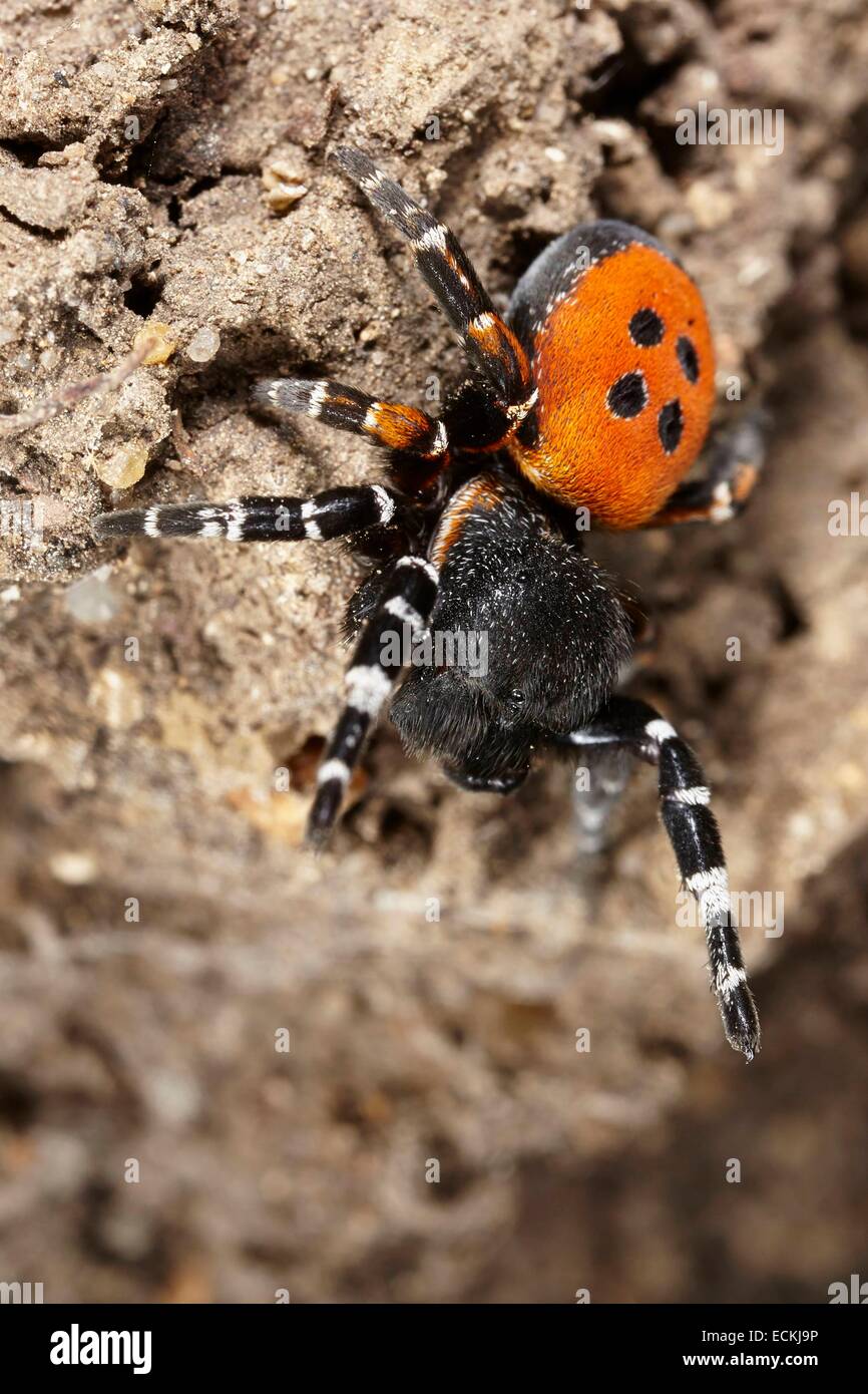 France, Araneae, Eresidae, Ladybird Spider (Eresus kollari), male Stock ...