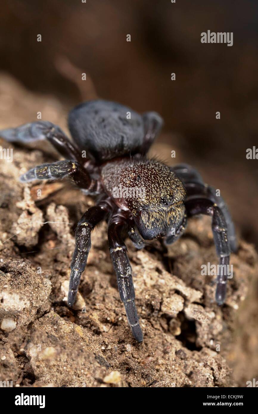 France, Araneae, Eresidae, Ladybird Spider (Eresus kollari), female ...