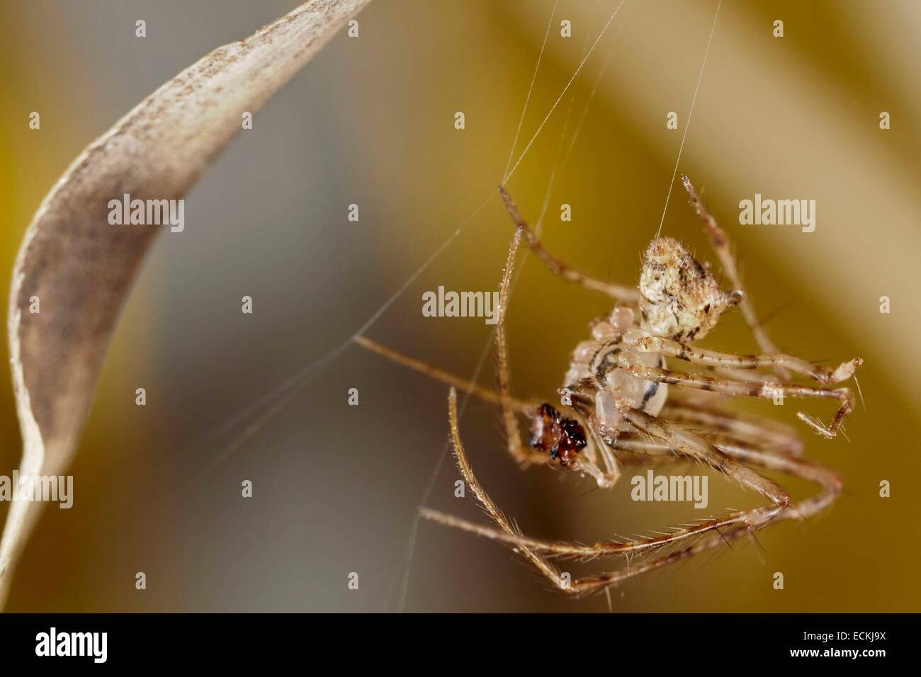 France, Indre, Mimetidae, Pirate Spider (Ero tuberculata) in its web ...