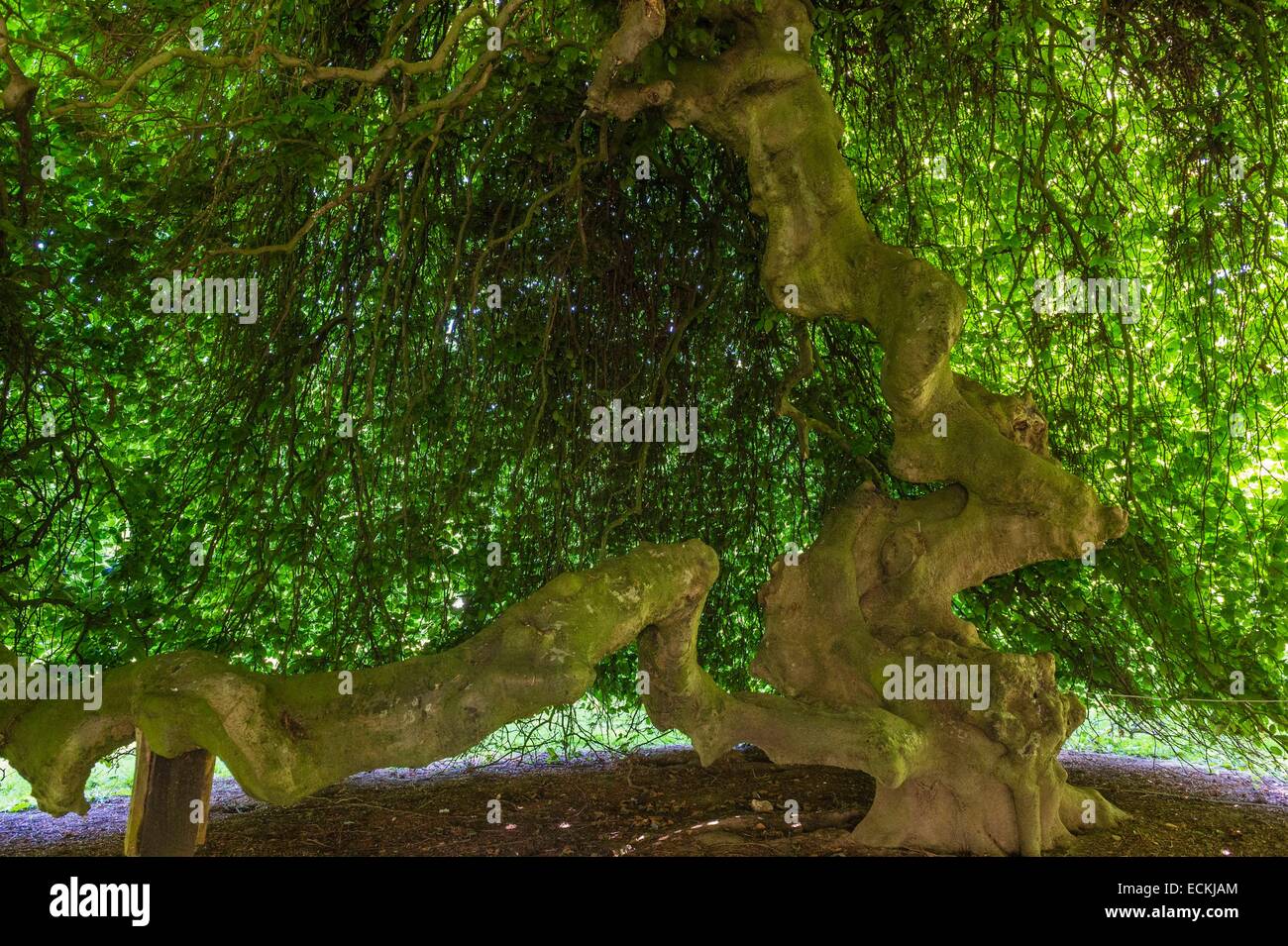 Dwarf beech tree hi-res stock photography and images - Alamy