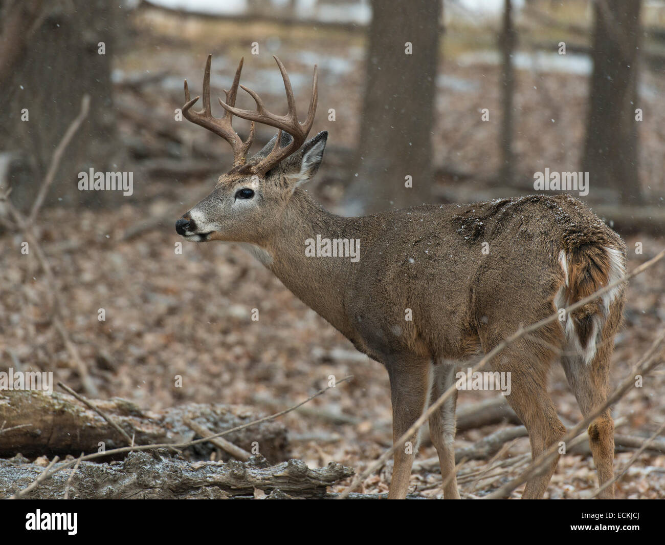 Whitetail Deer Buck Stock Photo - Alamy