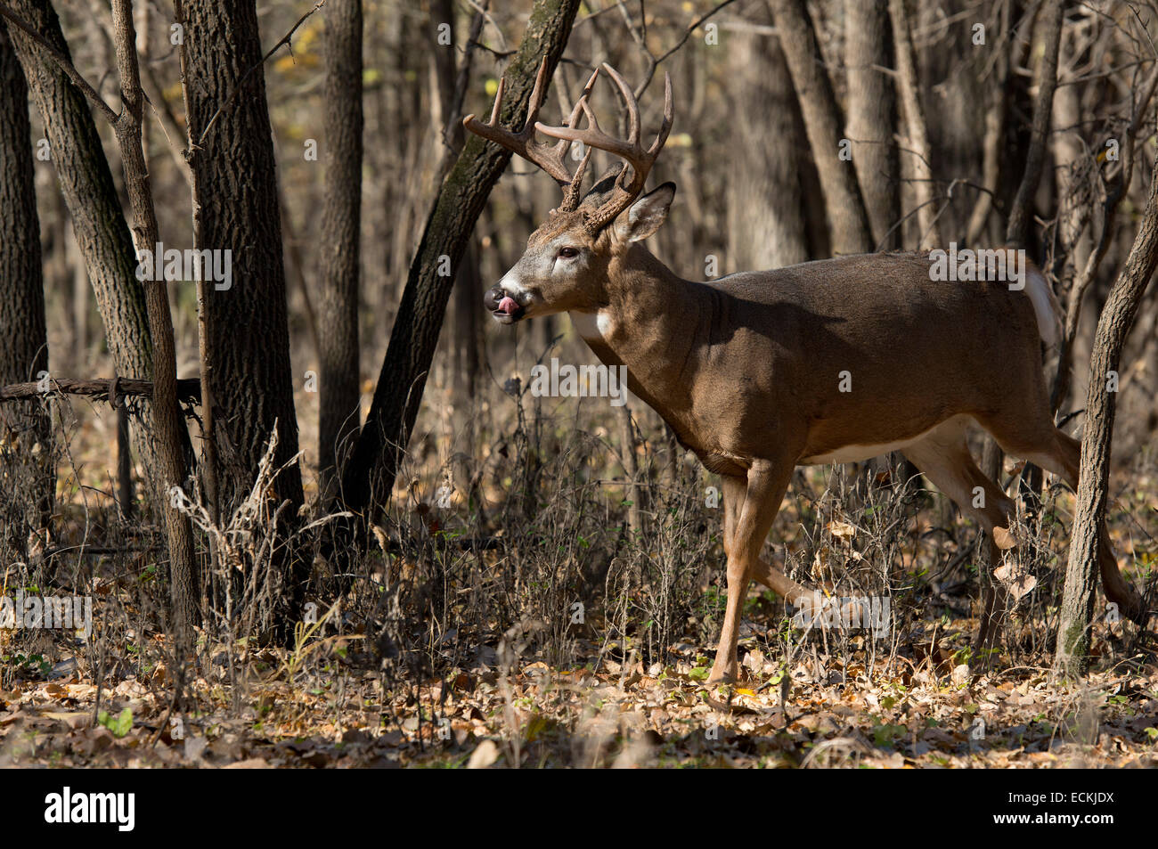 Whitetail buck hi-res stock photography and images - Alamy