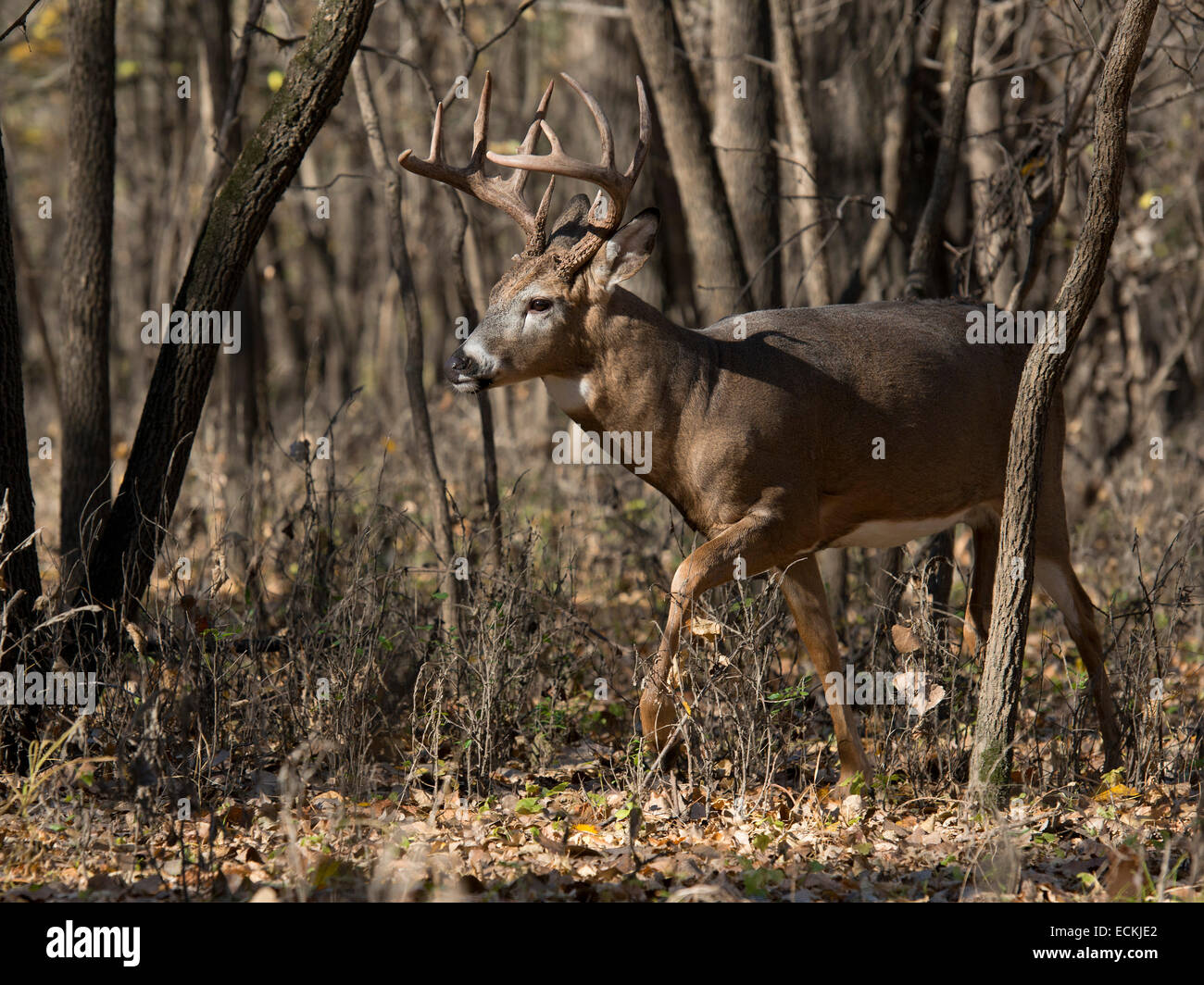Whitetail Buck in the early fall Stock Photo - Alamy