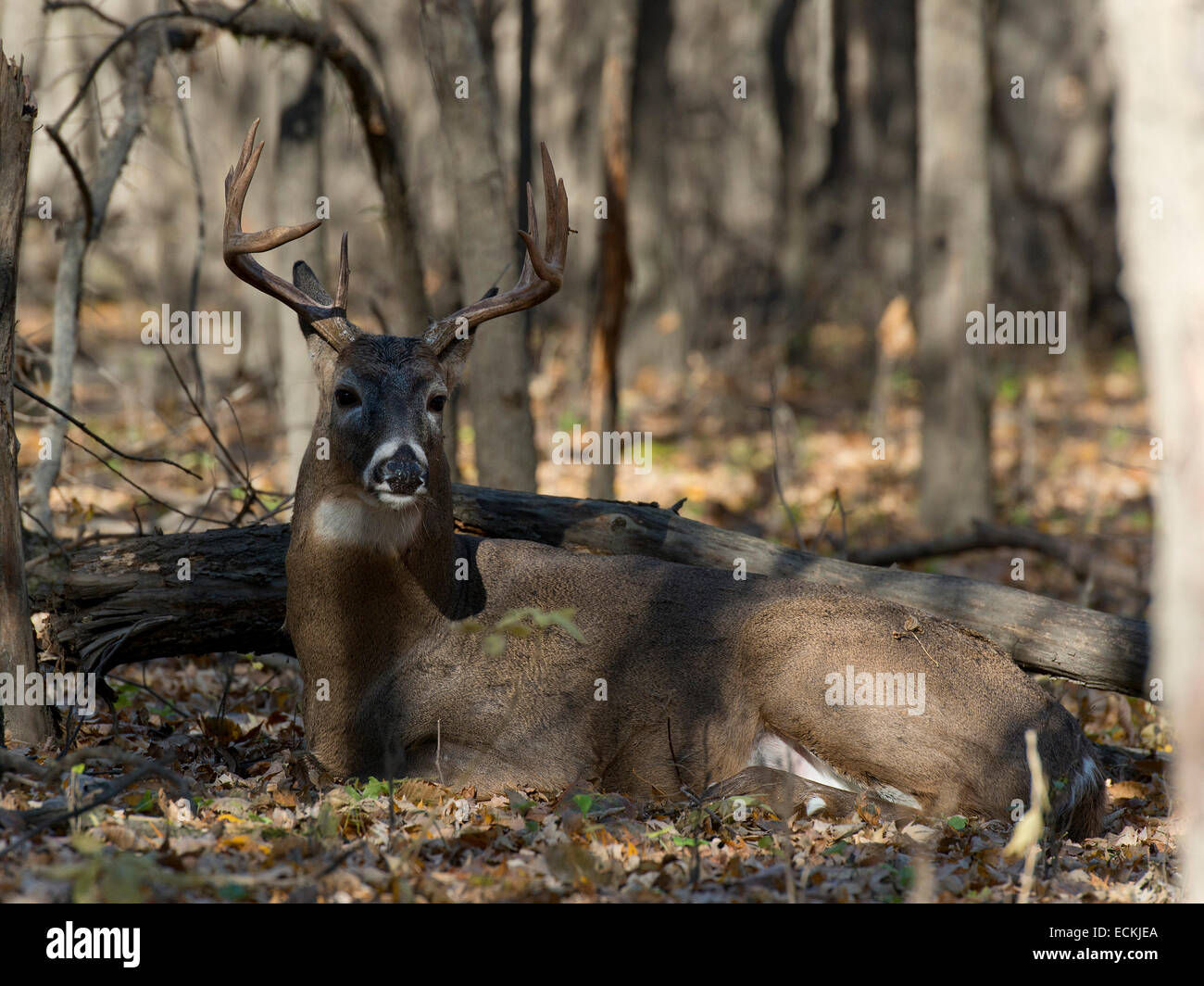 Whitetail Buck in the early fall Stock Photo - Alamy