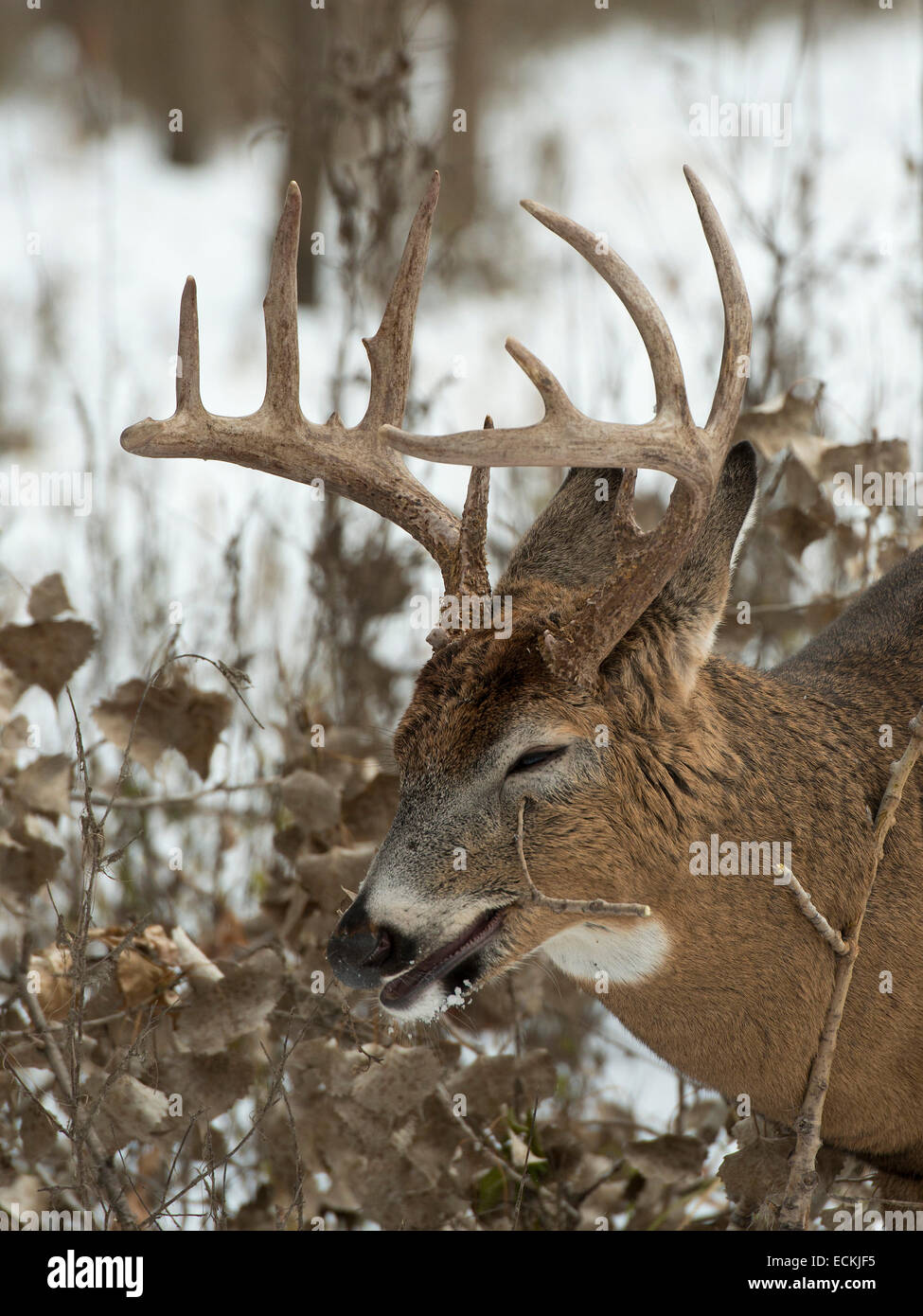 Wisconsin Deer Hunting Logo