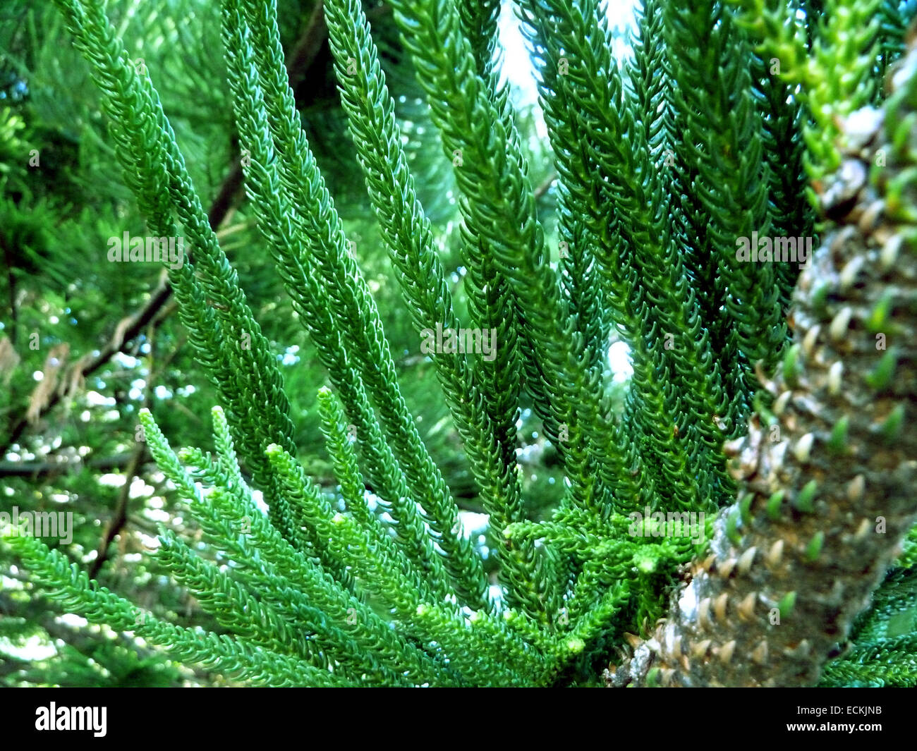 Evergreen pine tree branch close hi-res stock photography and images ...