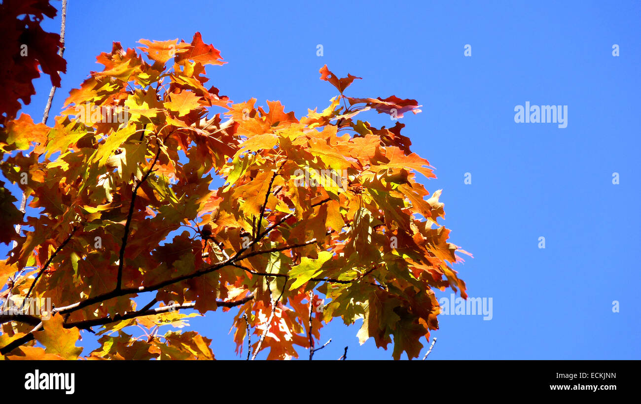 Oak tree with colorful leaves during Autumn Stock Photo - Alamy