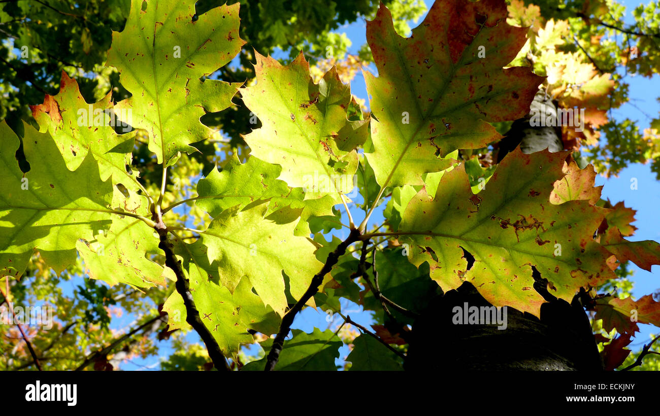 Oak tree with colorful leaves during Autumn Stock Photo - Alamy