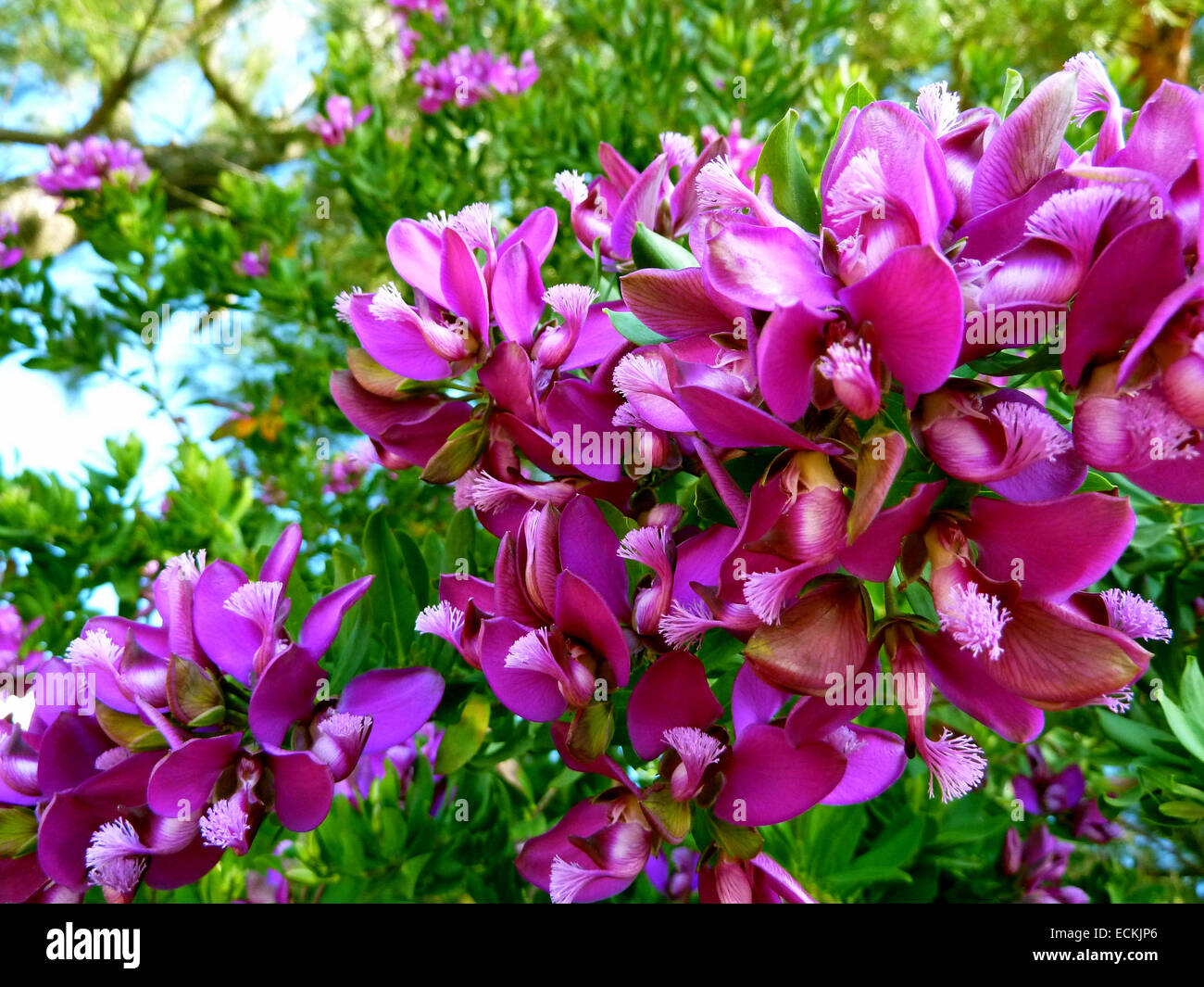 Bush head hi-res stock photography and images - Alamy
