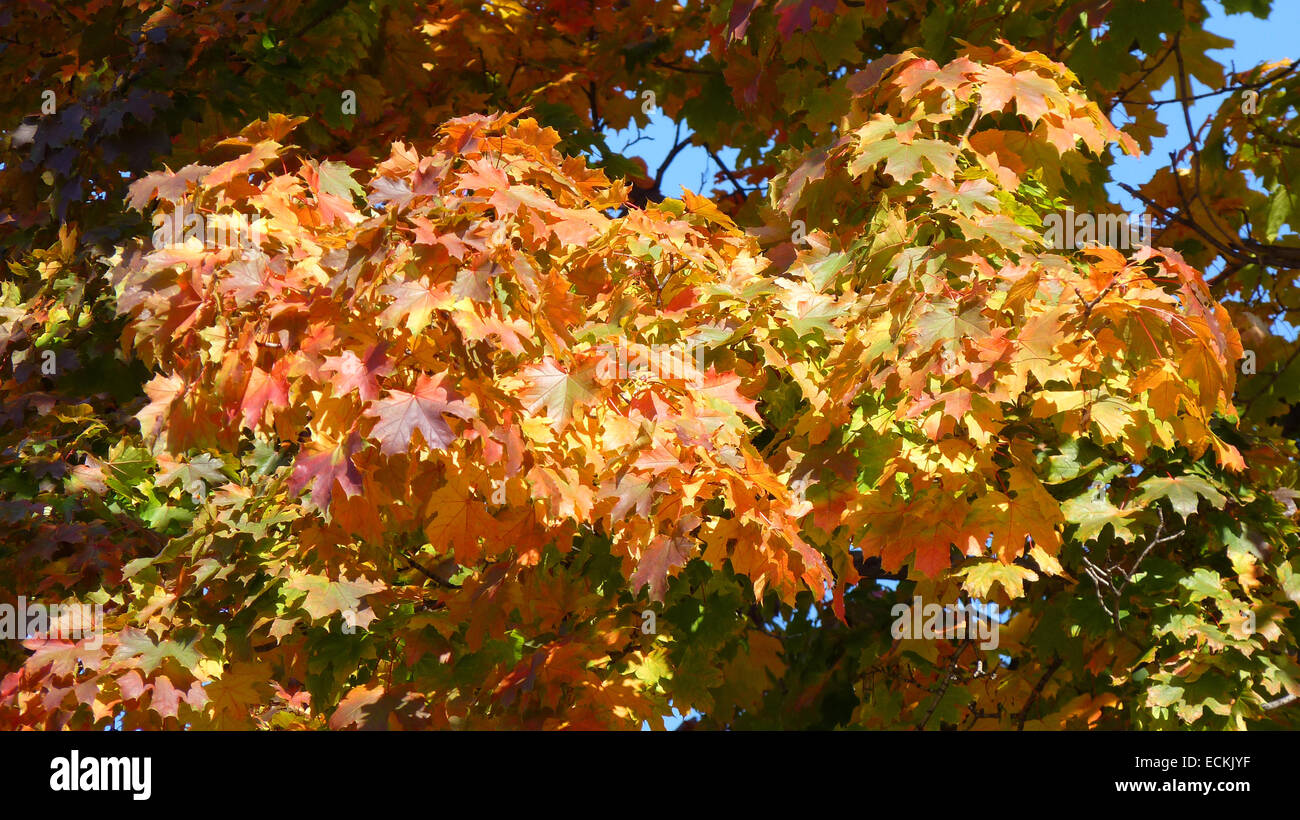 Maple tree with colorful leaves during Autumn Stock Photo - Alamy