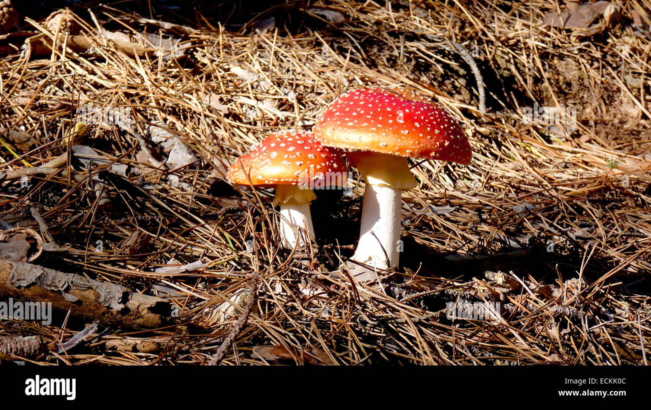 White spotted red toadstools Stock Photo - Alamy
