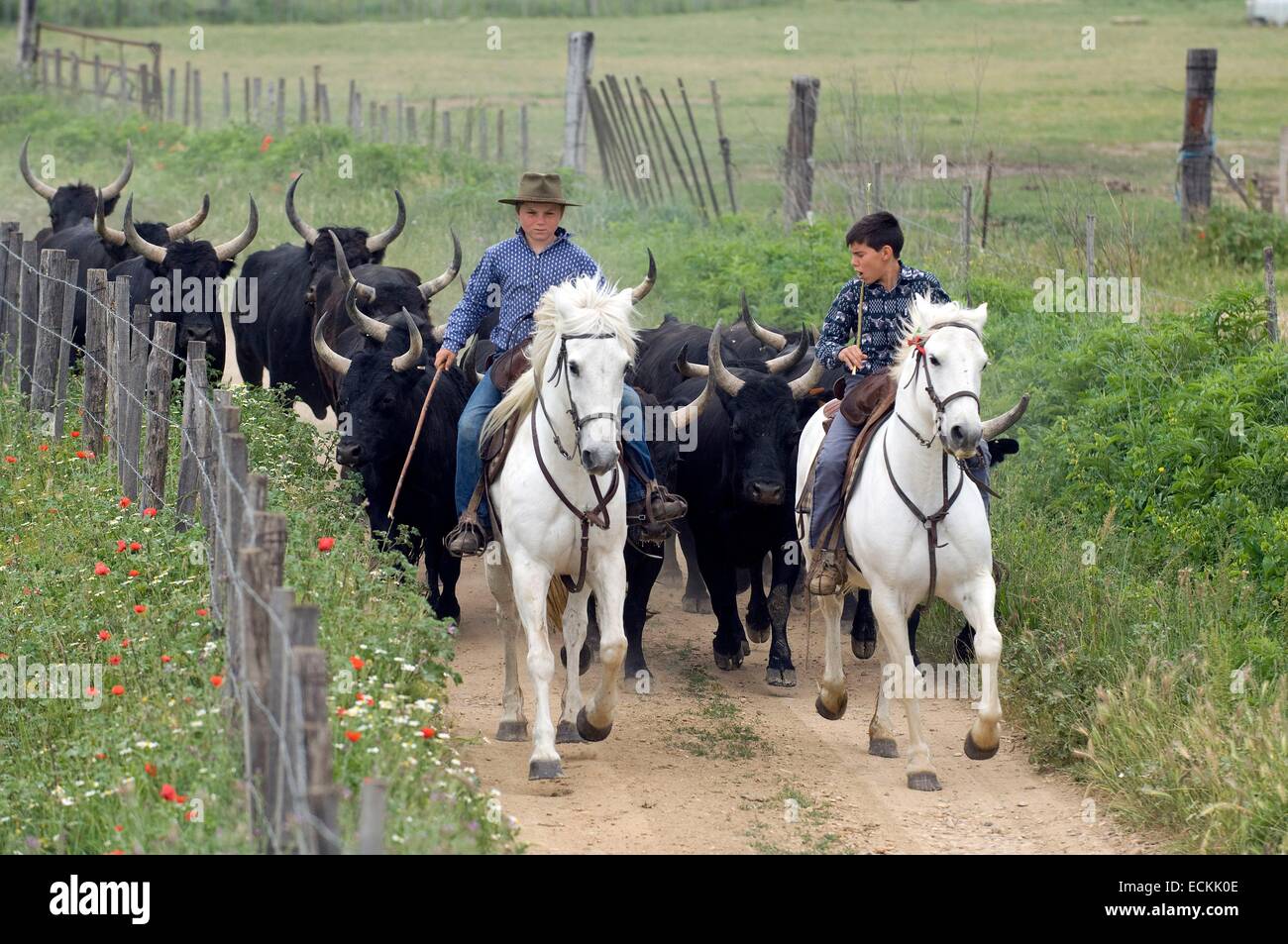France Camargue cowboys and young bull Stock Photo - Alamy