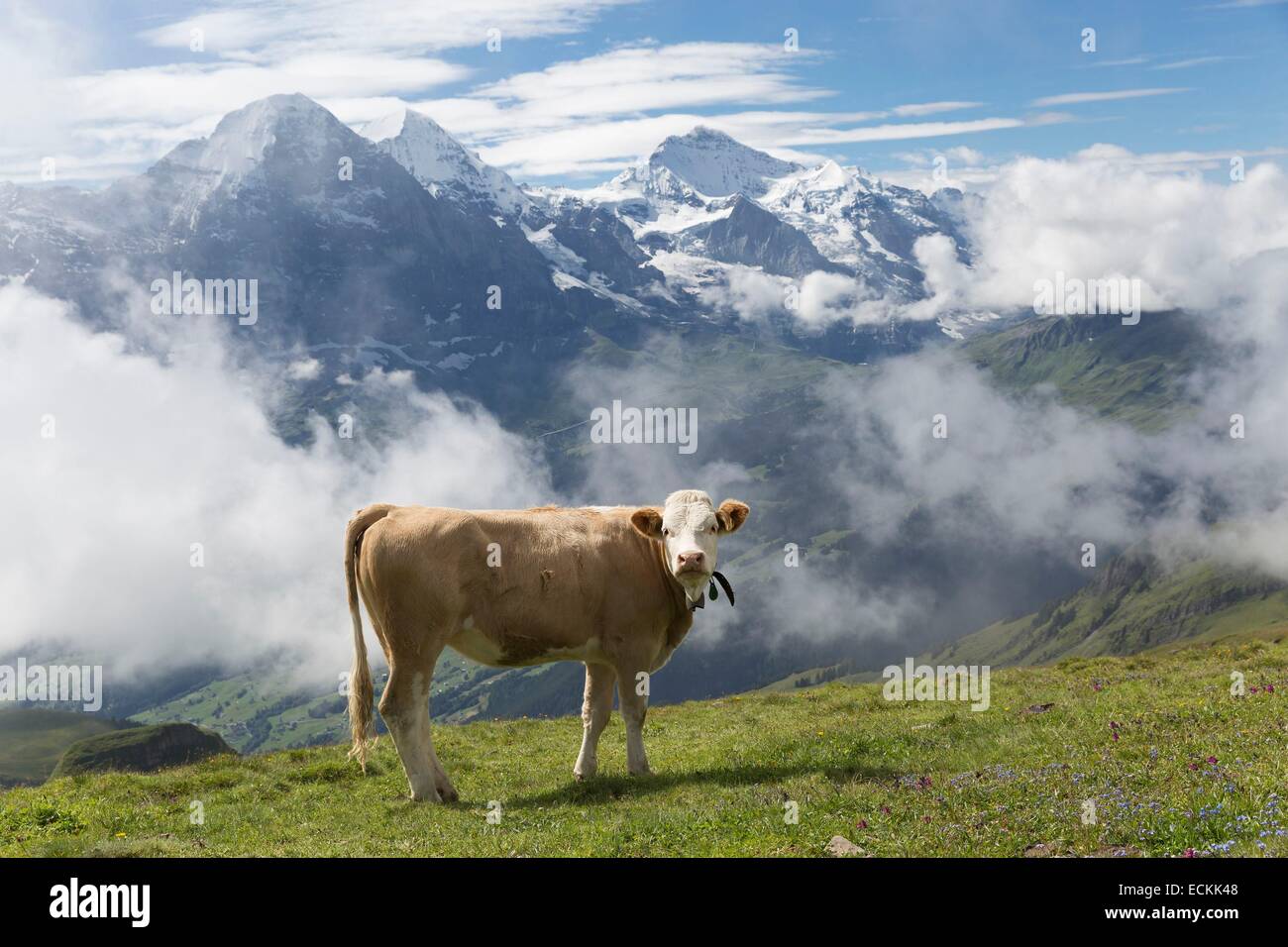 Cow Grindelwald Switzerland Stock Photos & Cow Grindelwald Switzerland ...