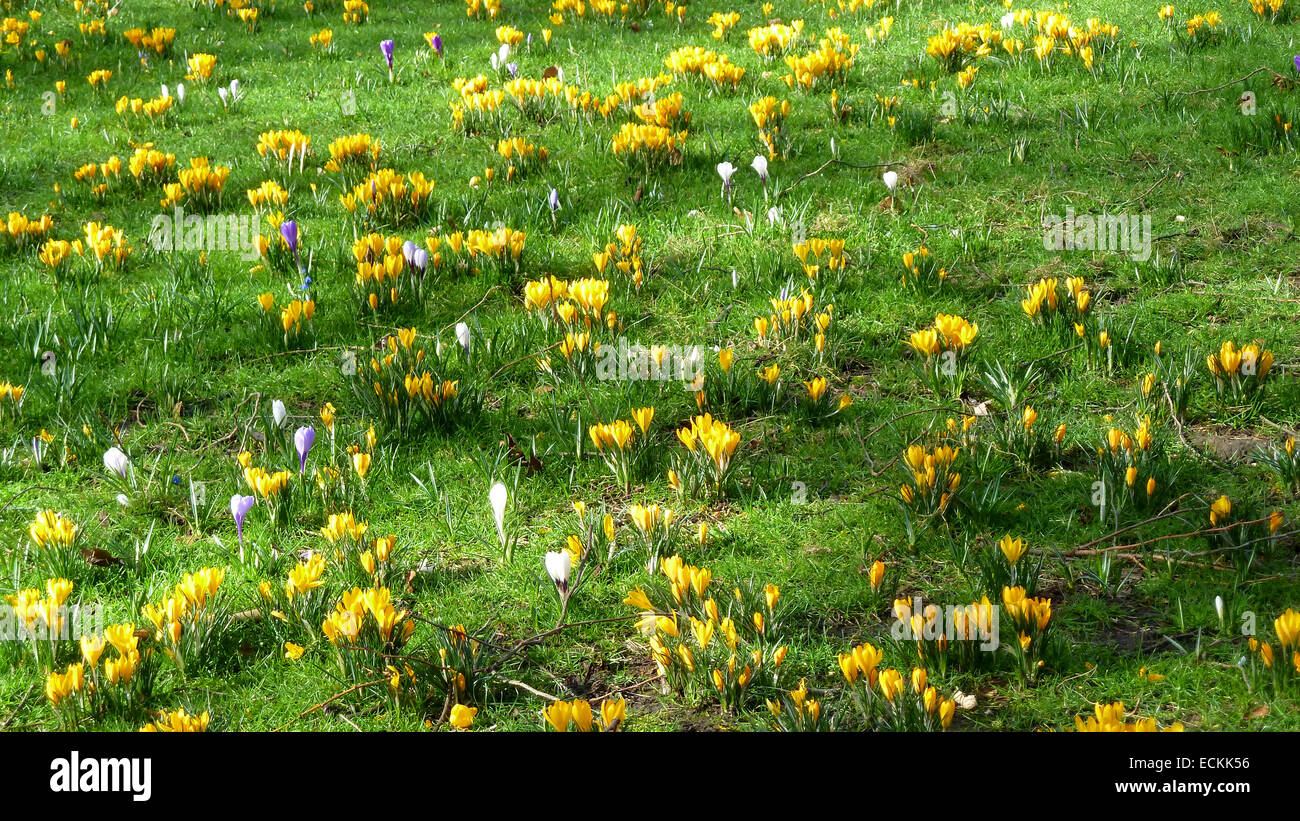 Crocus lawn hi-res stock photography and images - Alamy