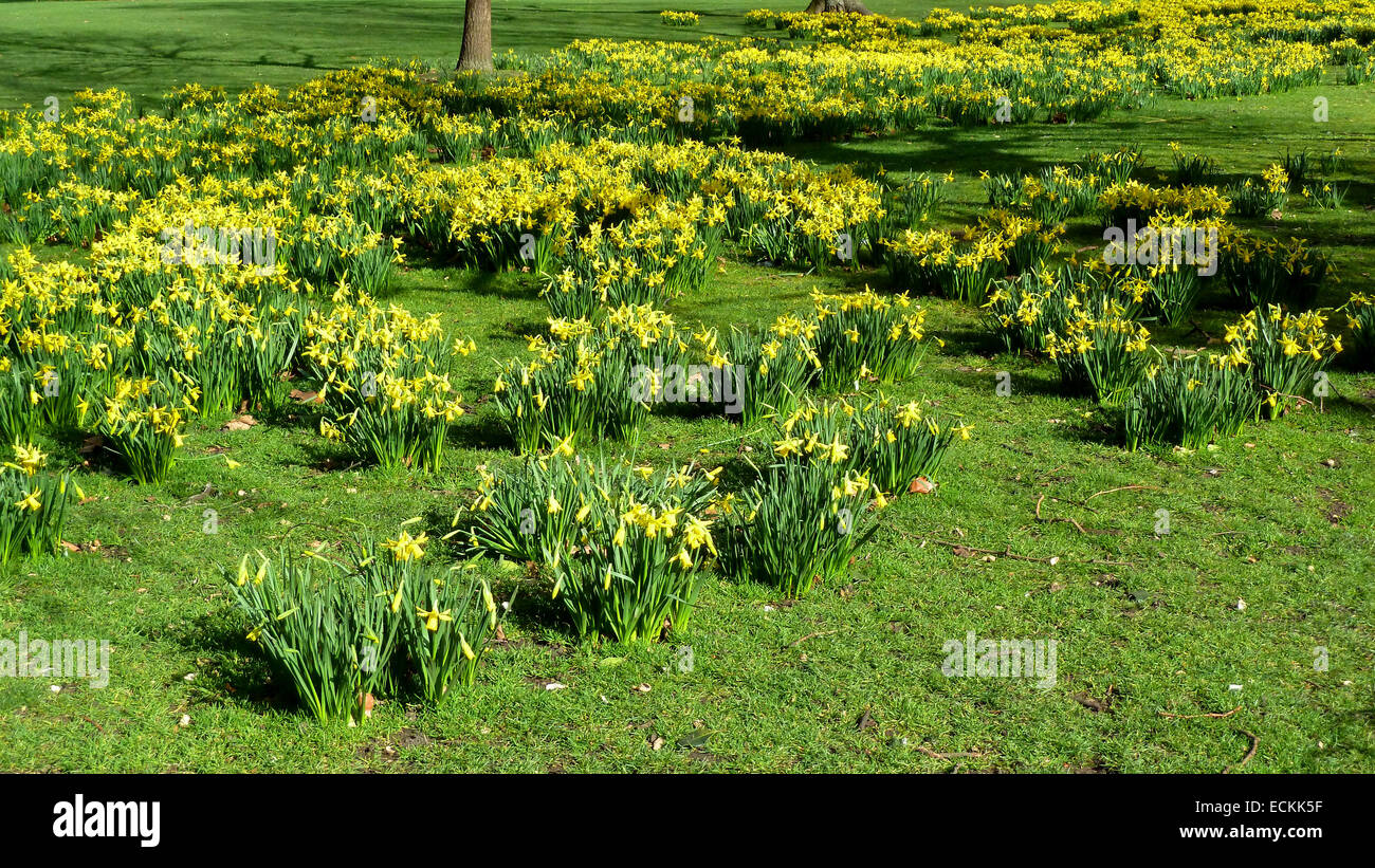 Field of daffodils in the park hi-res stock photography and images - Alamy