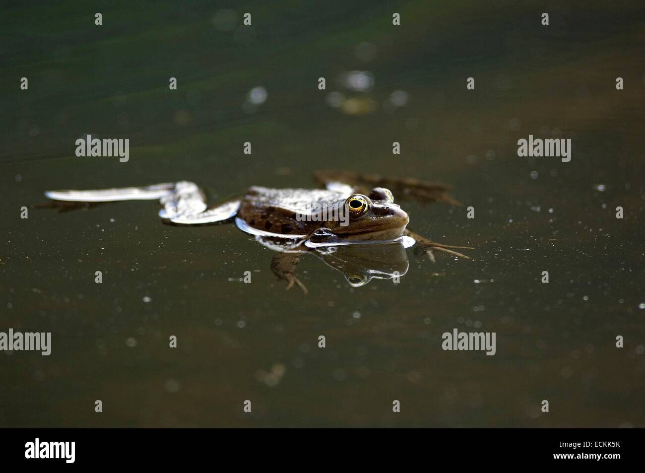 Pool Frog or little green frog (Pelophylax lessonae Stock Photo - Alamy